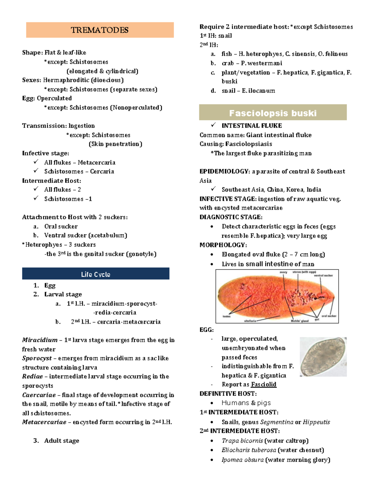 Trematodes in Parasitology: Key Concepts & Life Cycles - Lec - Studocu