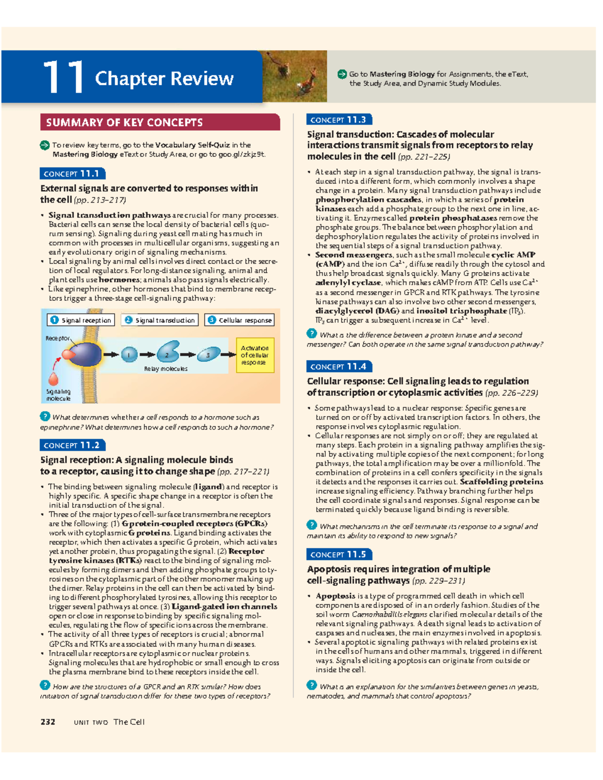 Biology 11 Chapter Review: Signal Transduction Pathways and Apoptosis ...