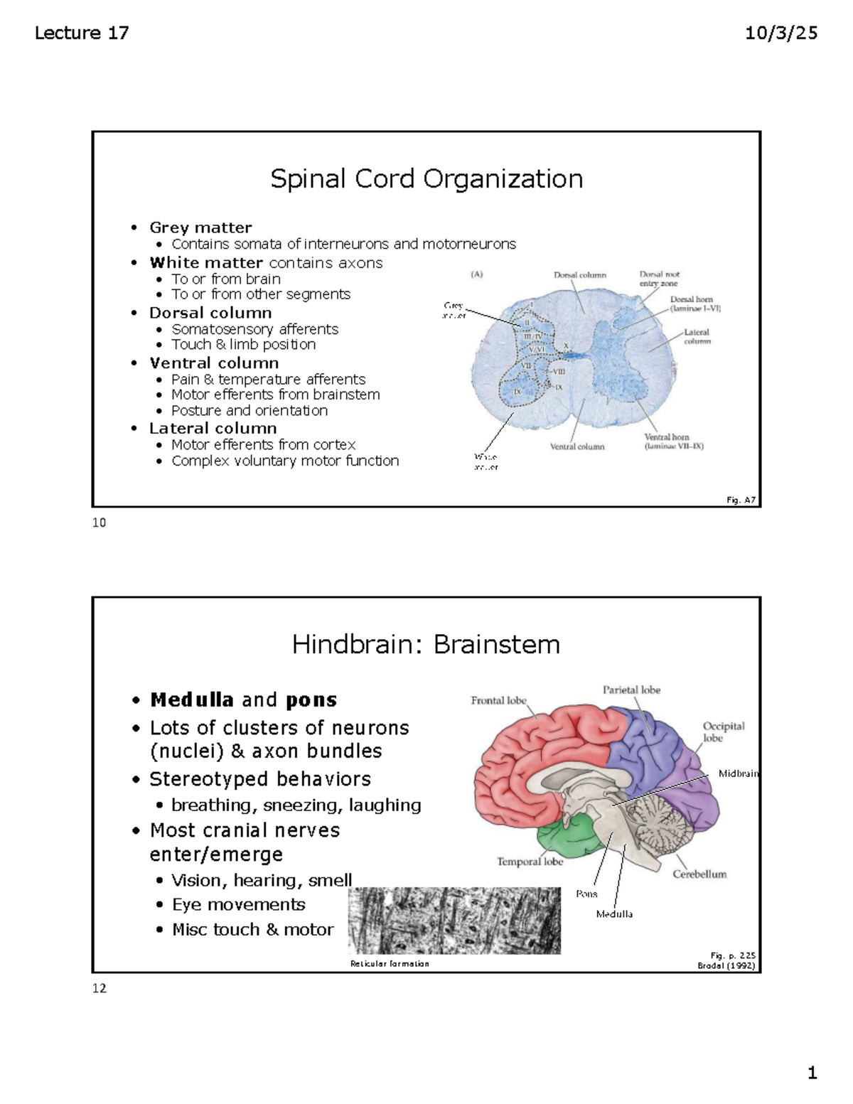 Neuroanatomy Lecture Notes - Lecture 17: Spinal Cord & Brainstem - Studocu