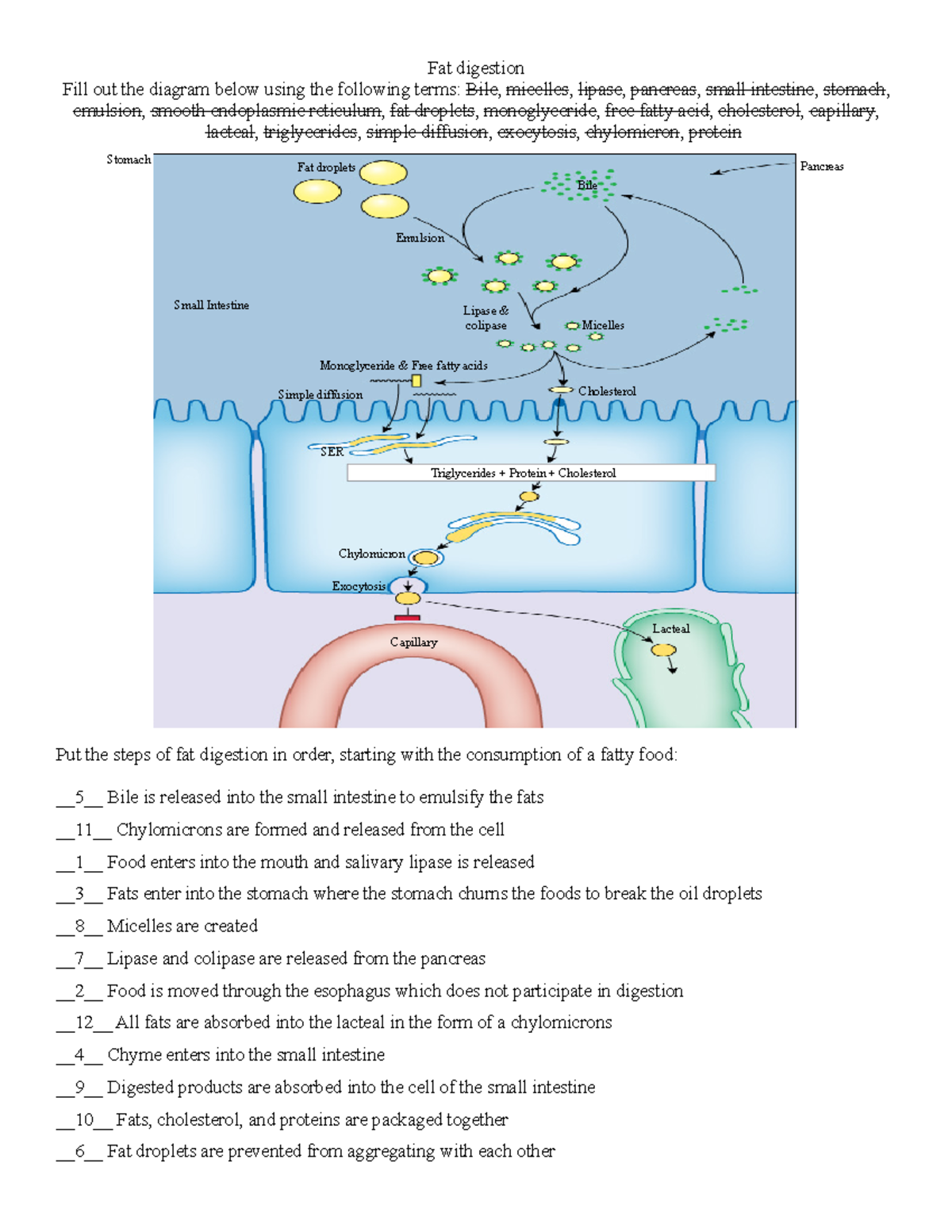 Fat digestion and absorption worksheet - Fat digestion Fill out the ...