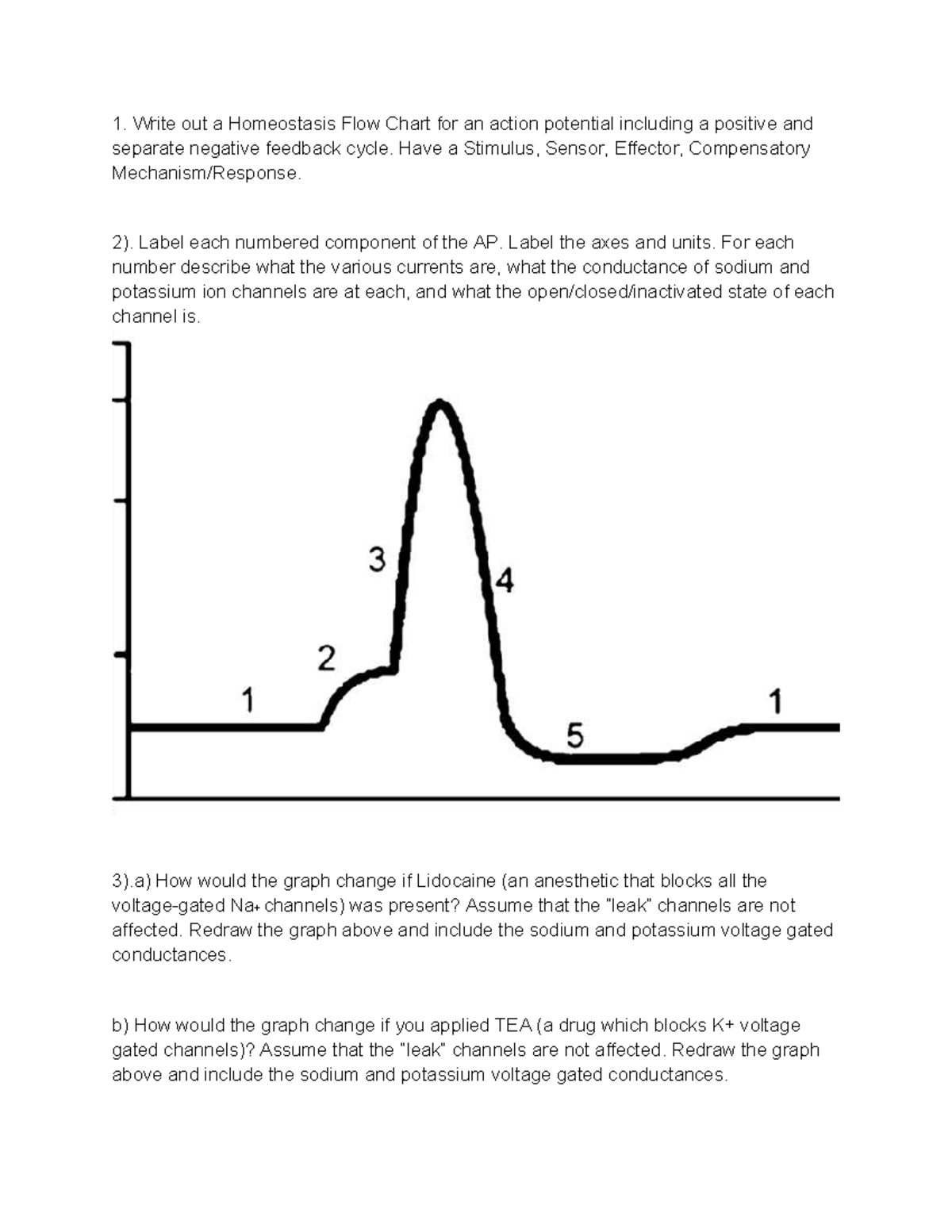 Homeostasis Flow Chart of Action Potential: Feedback Cycles & Synaptic ...