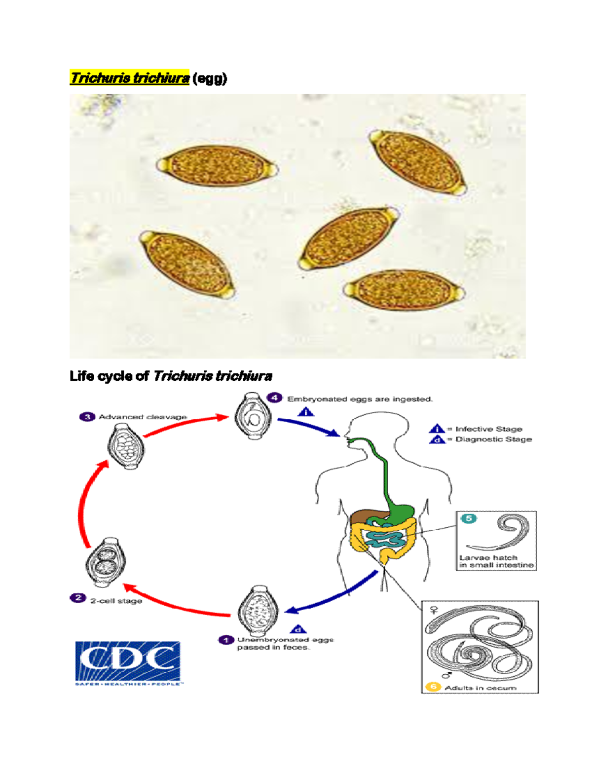 Intestinal Nematodes - Trichuris trichiura (egg) Life cycle of ...