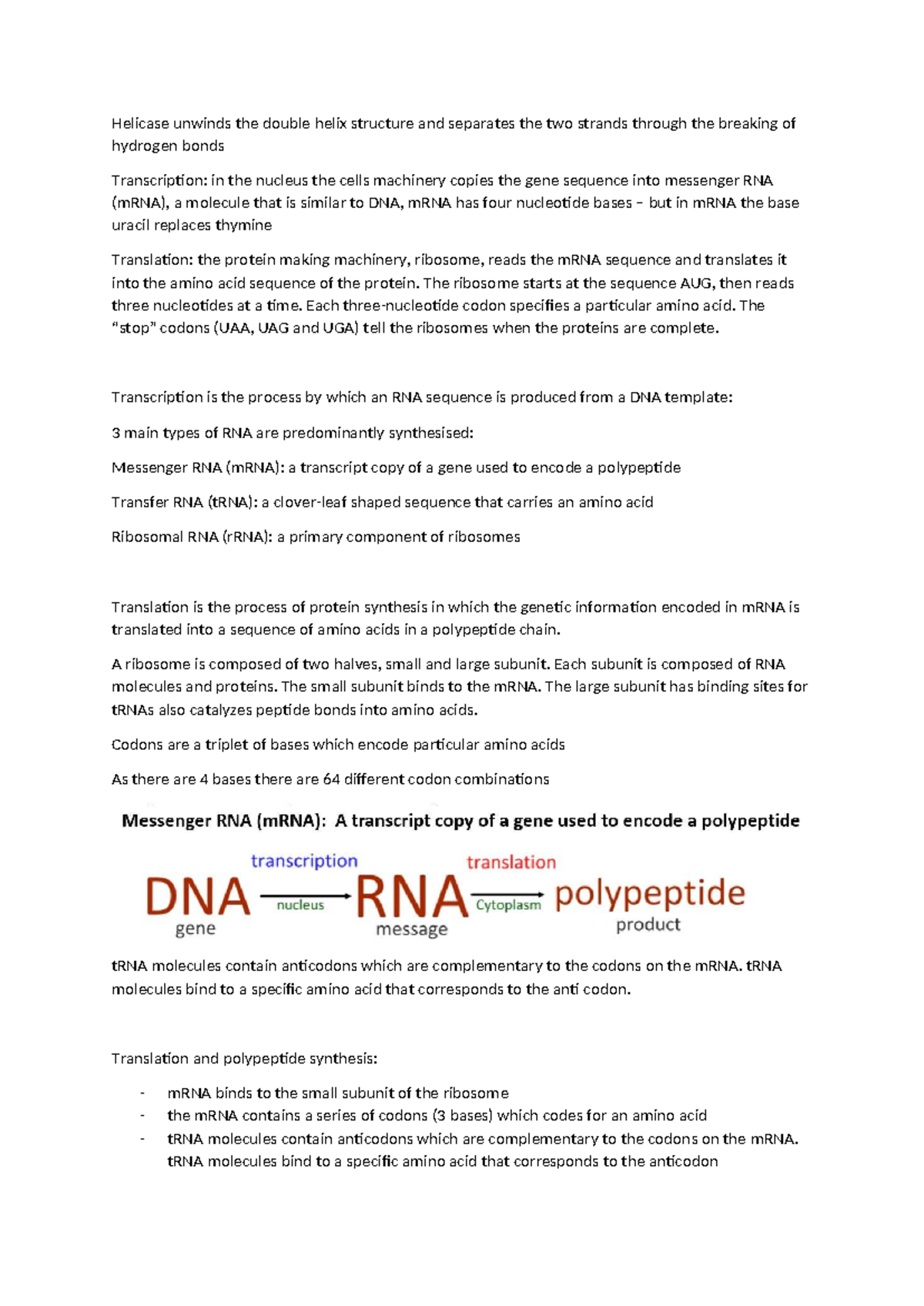 Biology SL Notes: DNA Replication, Transcription, and Translation ...