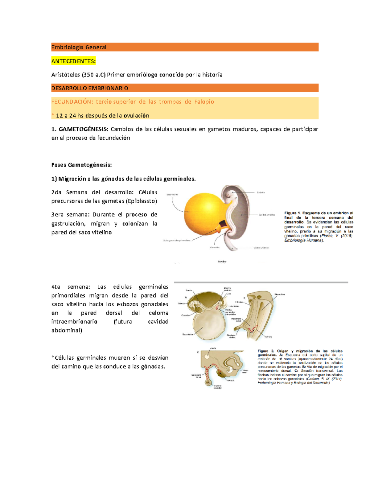 Embriología General - Fases de desarrollo embrionario - Embriología ...