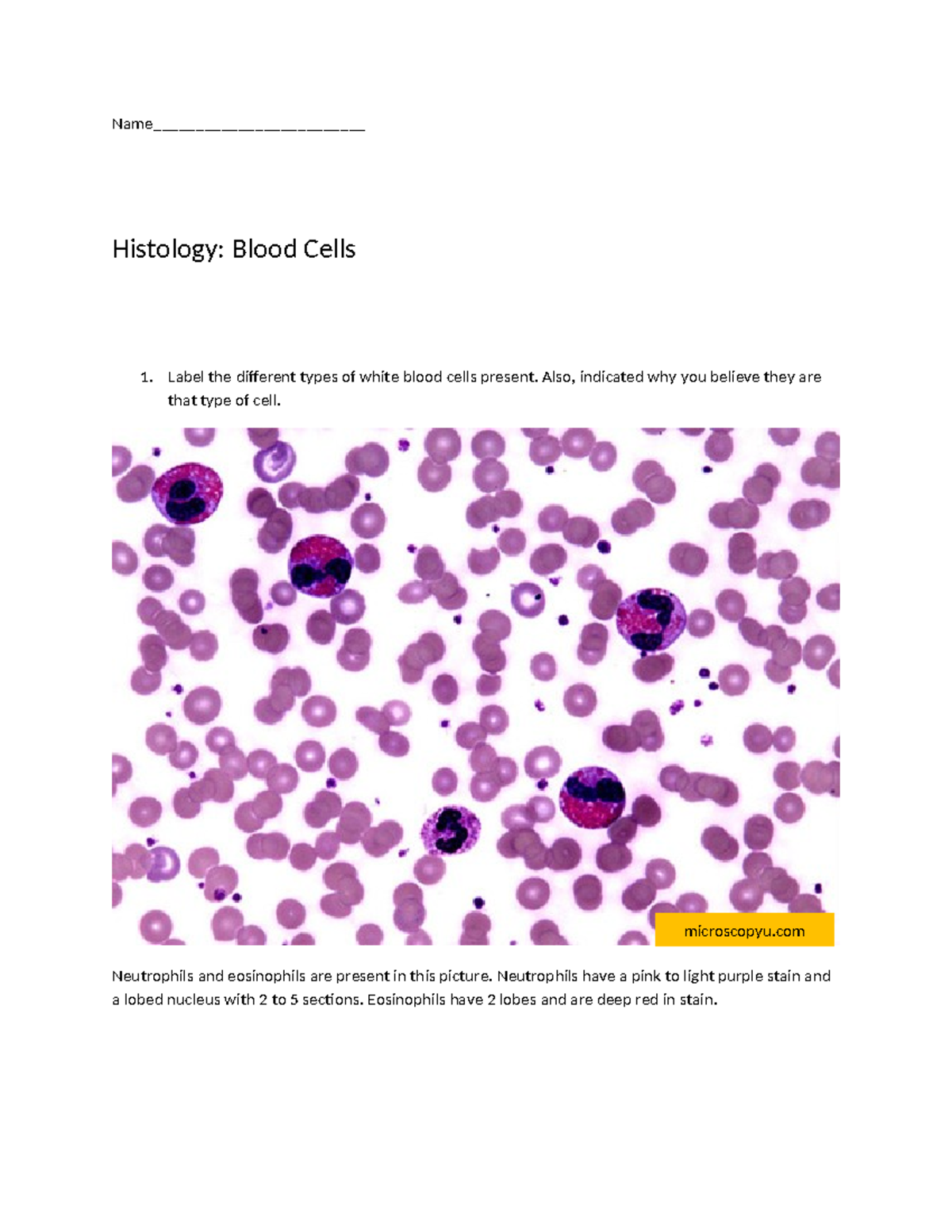 Histology II: Identification of Blood Cells and Their Functions - Studocu