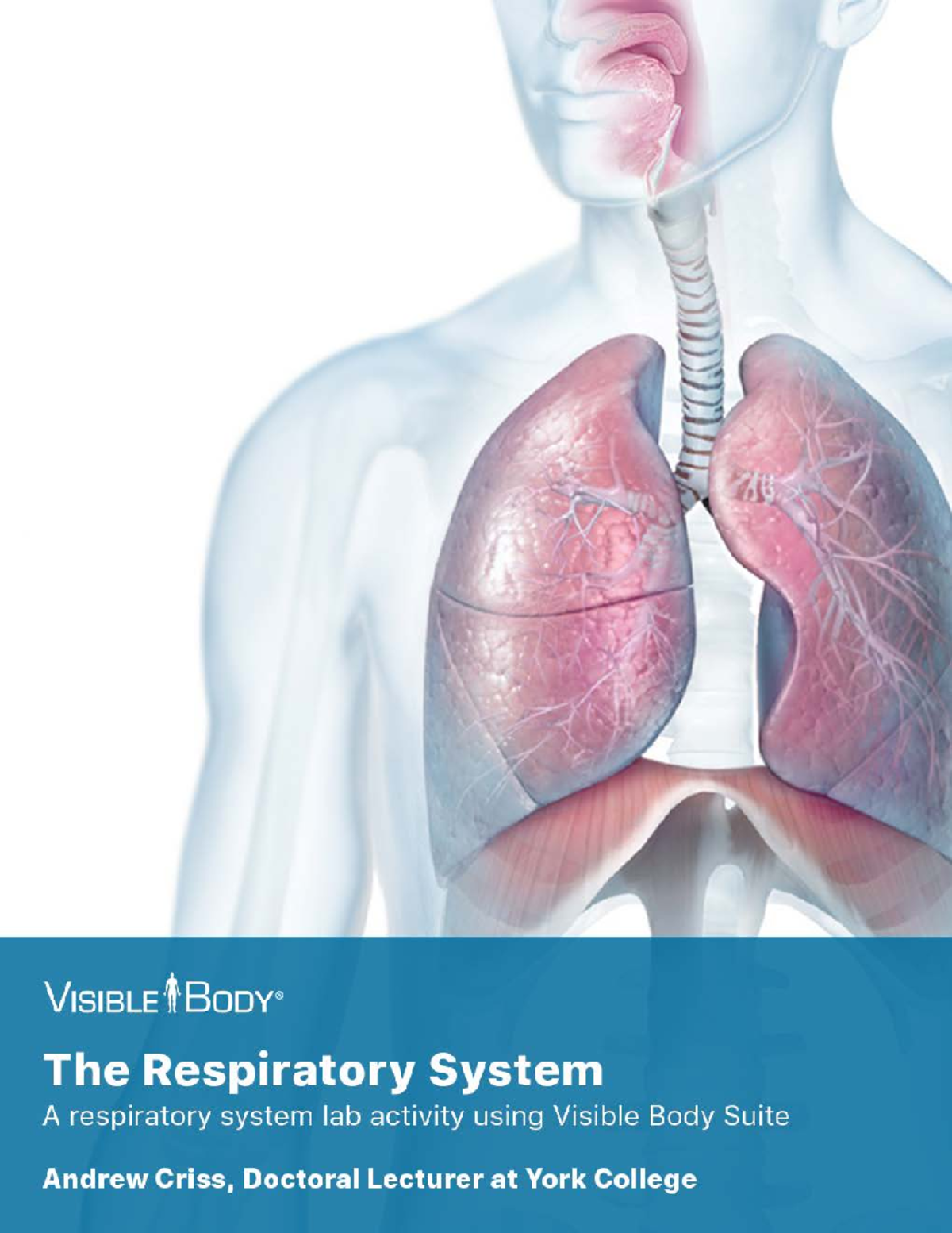 Respiratory System Lab 5 Homework - Upper and Lower Anatomy Study - Studocu