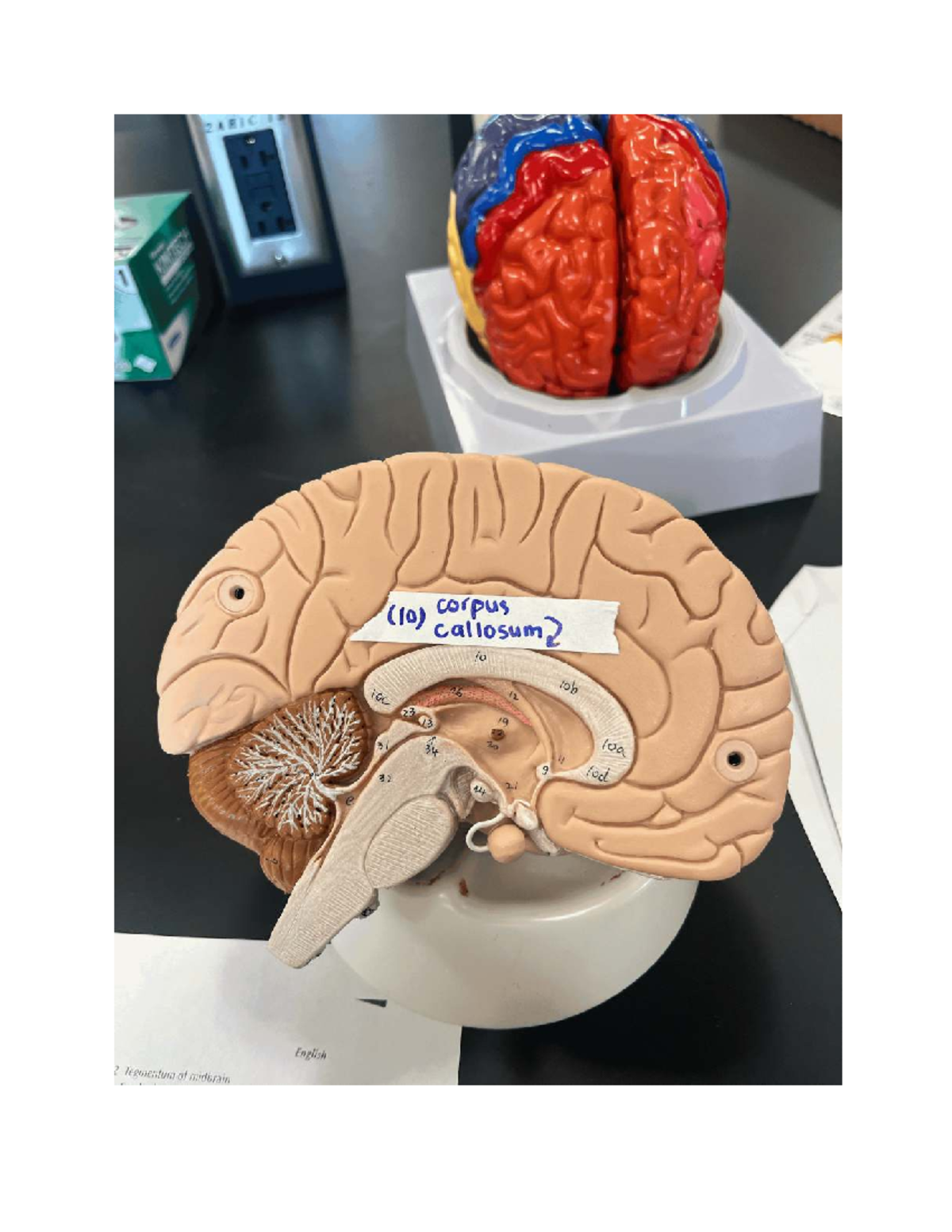 Brain Anatomy Overview - A&P Level 1: Labeled Diagrams - Studocu