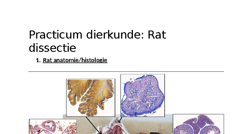 Rat dissectie - Practicum dierkunde: Rat dissectie 1. Rat anatomie ...