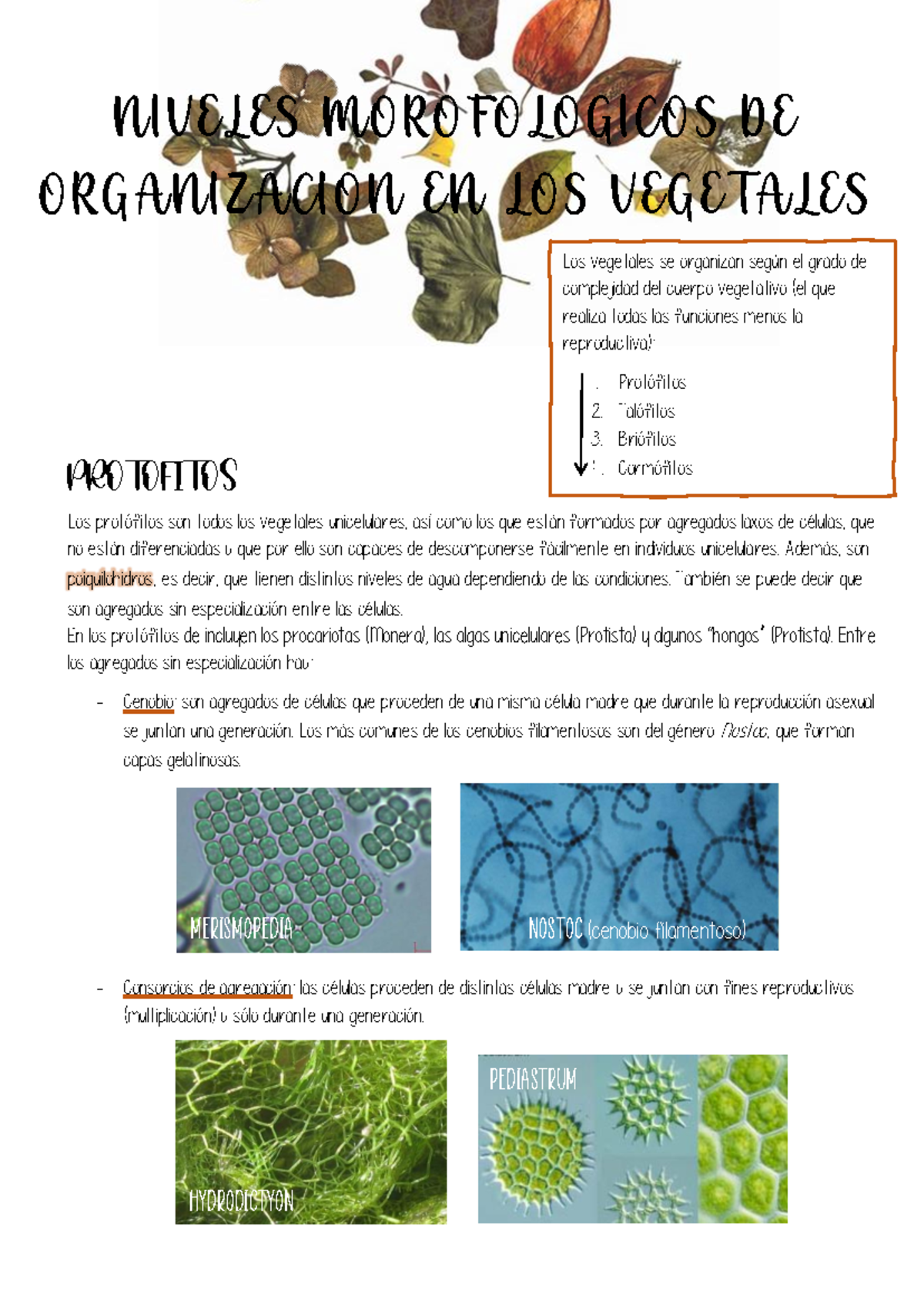 Niveles Morfológicos en Clasificación Vegetal: Protófitos, Talófitos y ...