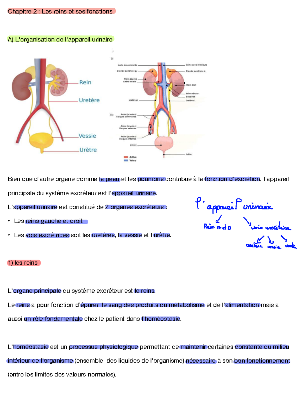 Chapitre 2 : Les Reins et l’Excrétion Urinaire en Physiologie - Studocu