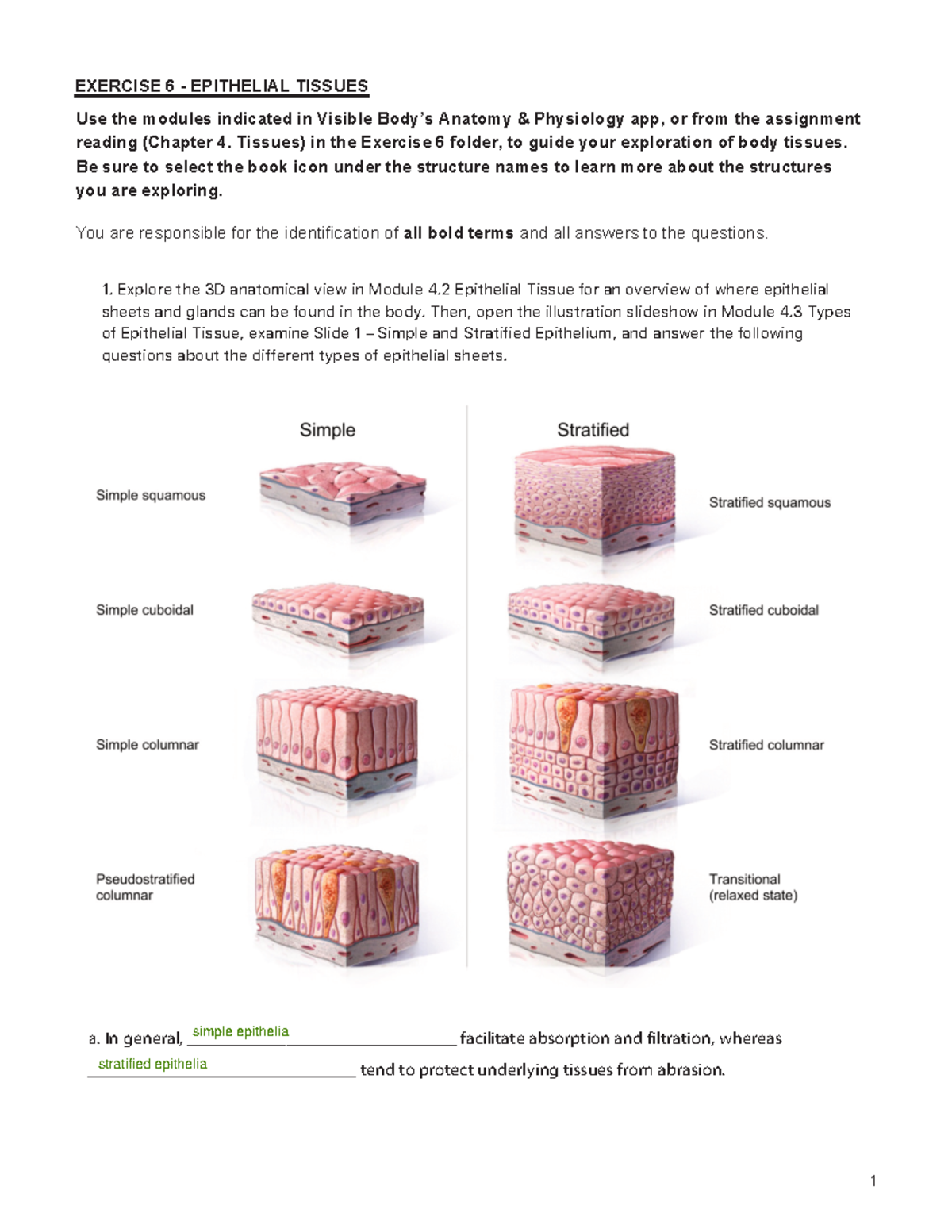 Exercise 6: Epithelial Tissues Activity Key & Overview Guide - Studocu