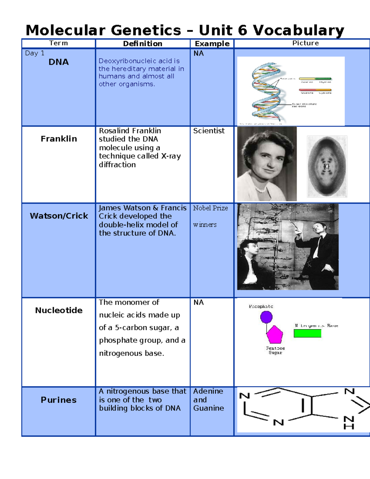 Molecular Genetics Unit 6 Vocabulary Overview and Key Terms - Studocu