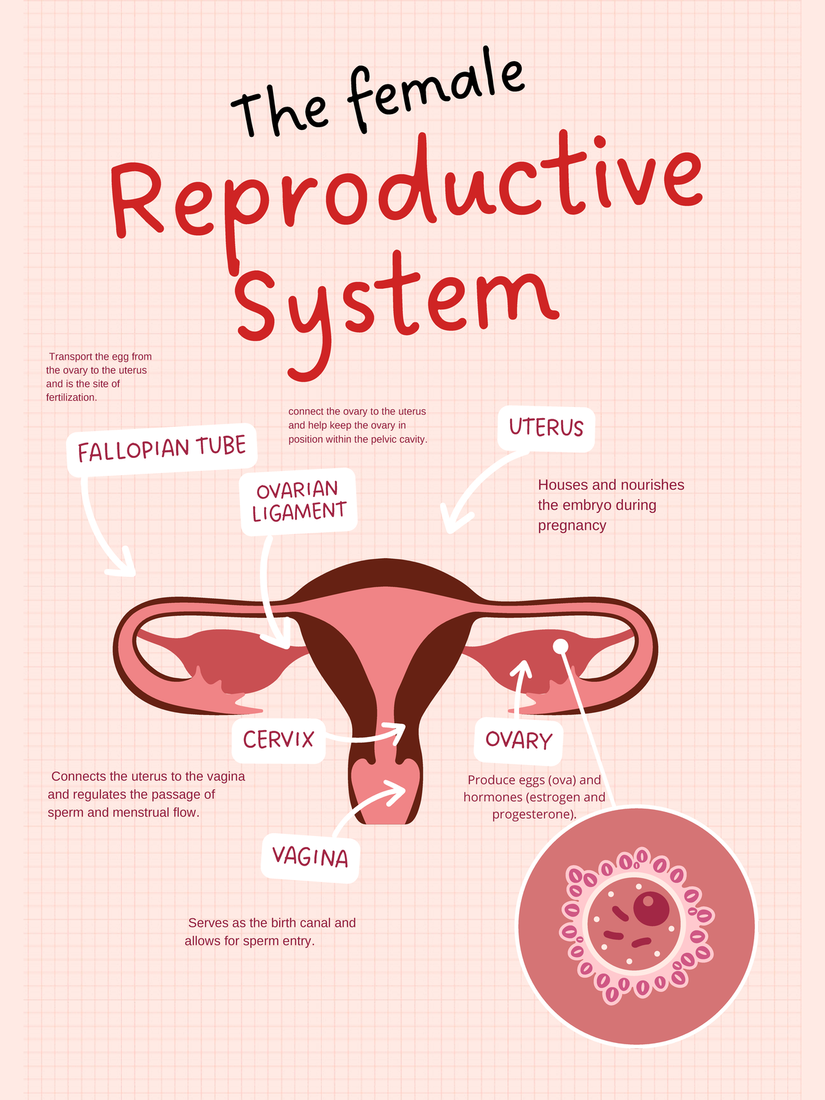 Human Reproductive System Parts: Science Poster Overview - Studocu