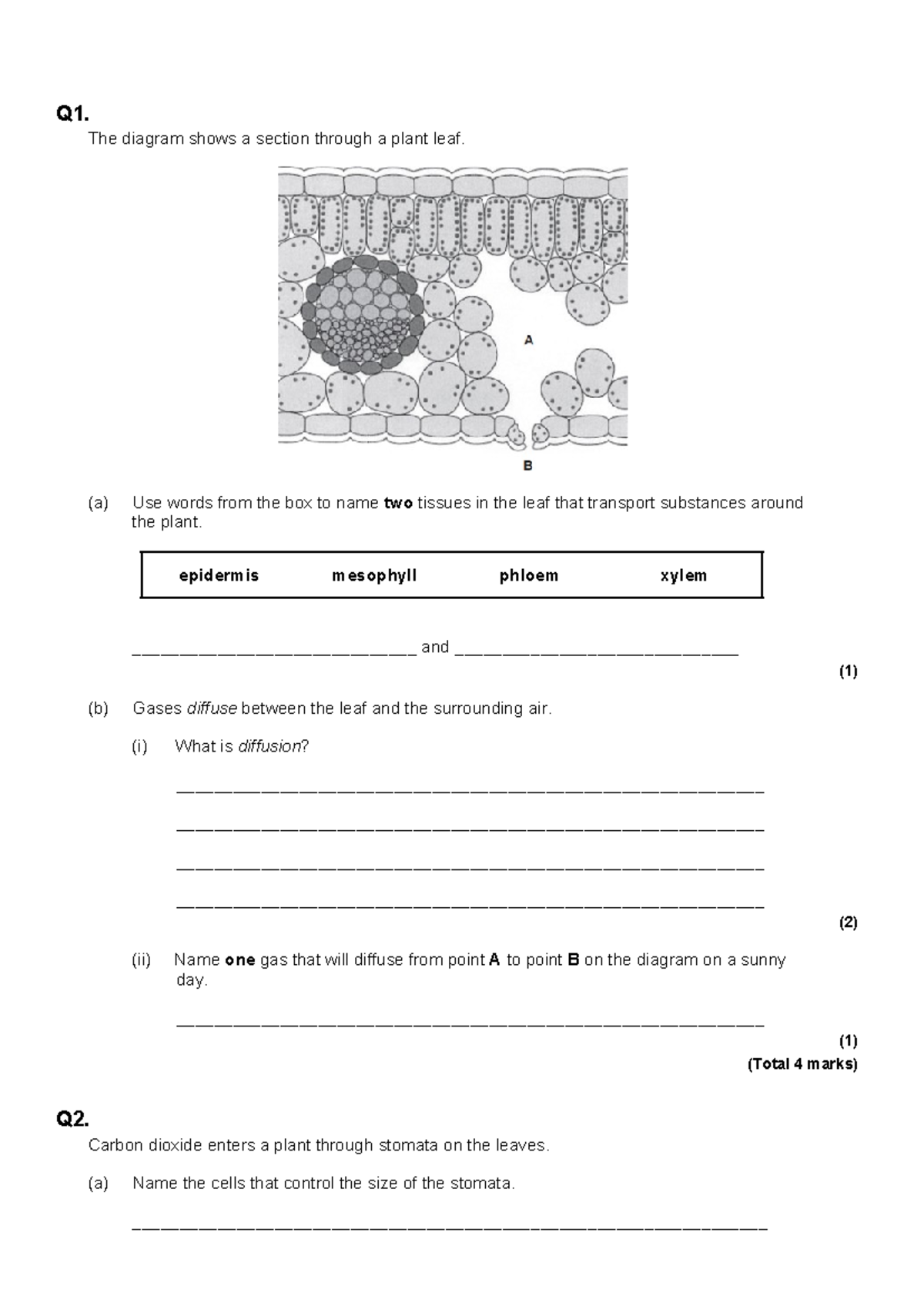 Plant Tissues: Leaf Structure & Functions - Q HT (ZS) - Studocu