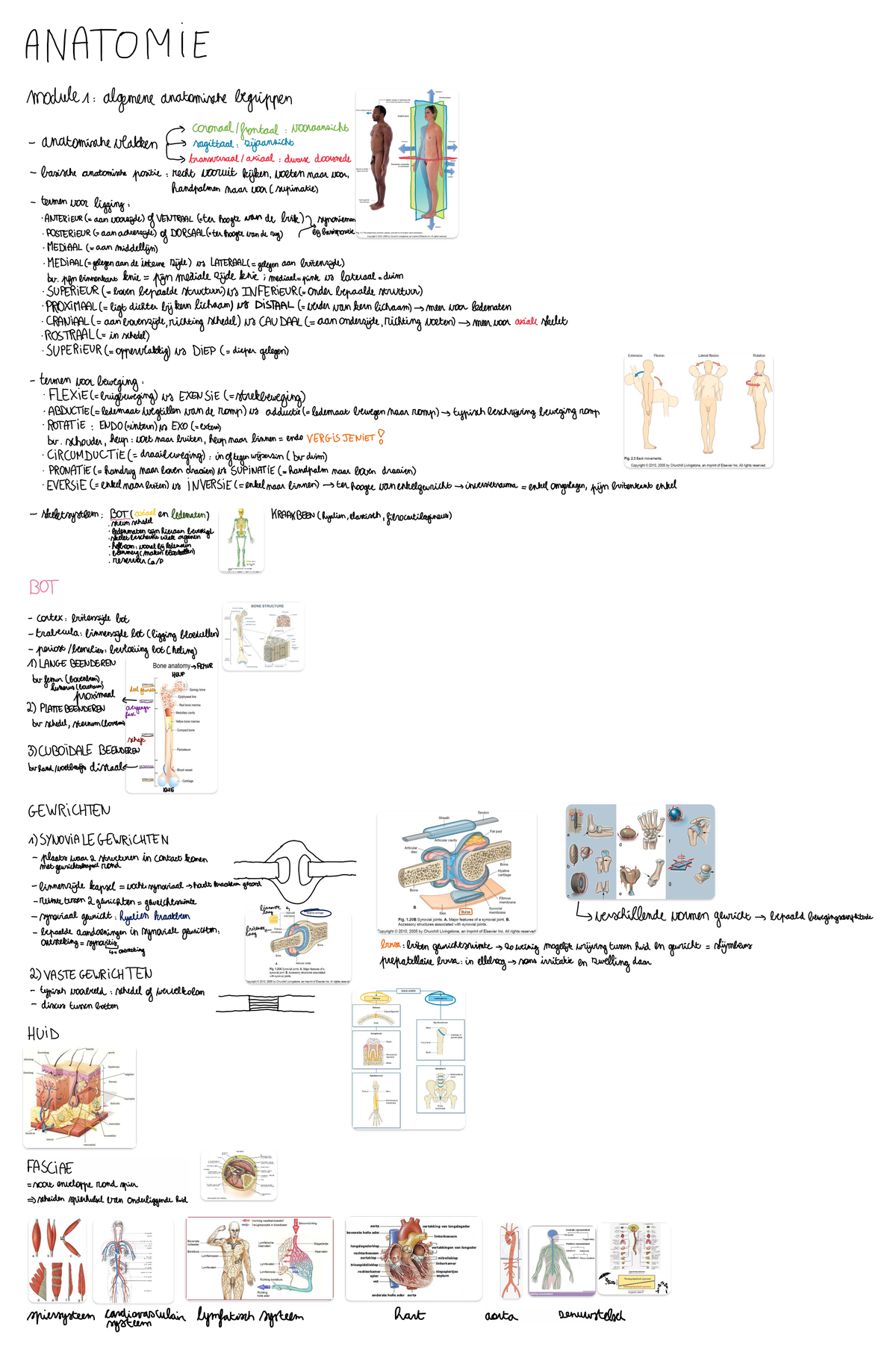 Anatomie Module 1: Algemene Anatomische Begrippen en Terminologie - Studocu