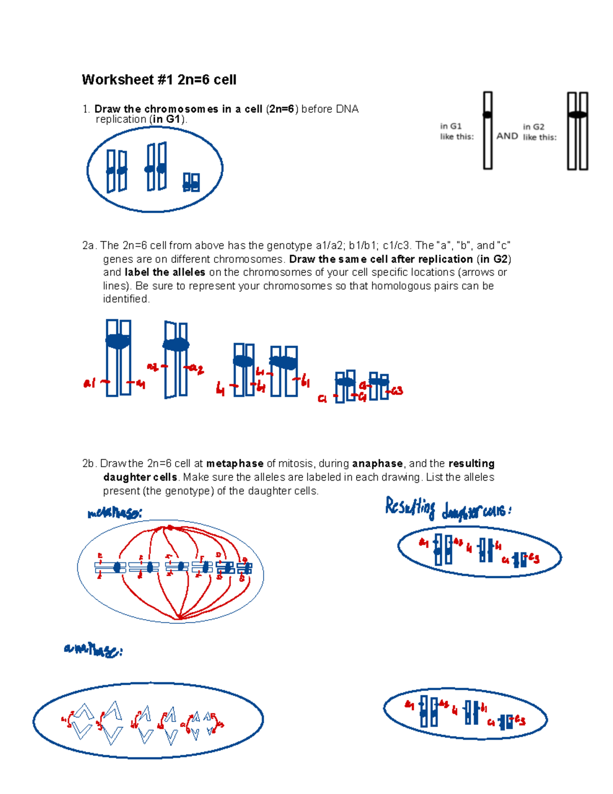 Worksheet #1: Mitosis & Cell Division (2n=6) Cell Drawings and Analysis ...