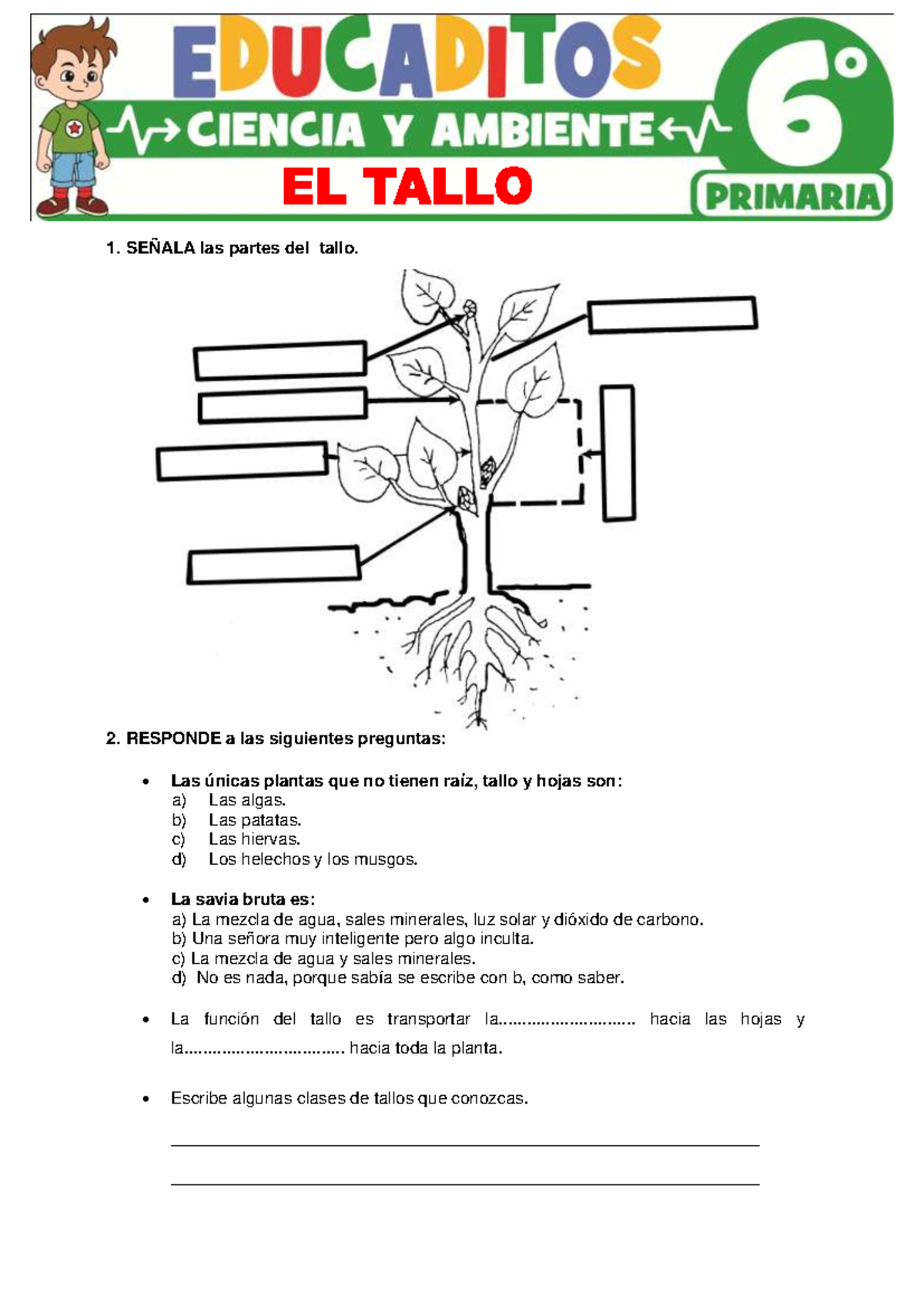 Partes del Tallo y Funciones - Mya Ciencia - Studocu