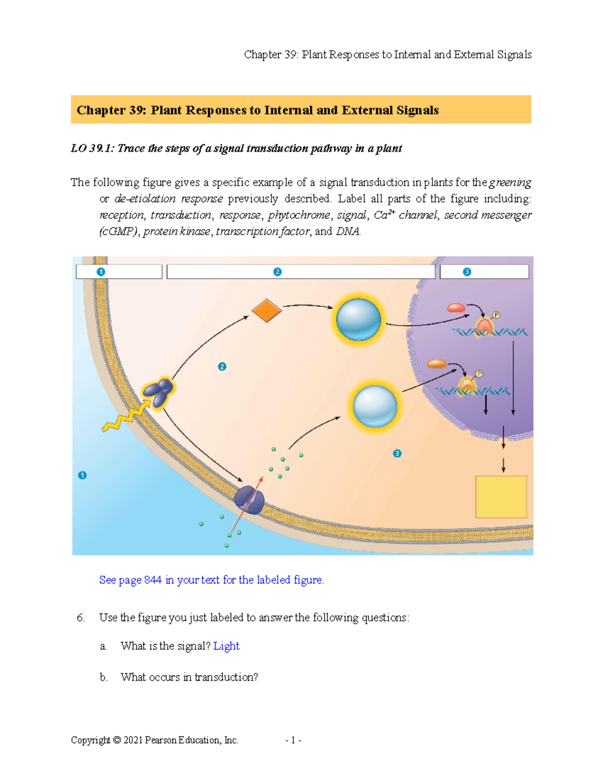 CH 39 Study Key - Plant Responses to Internal & External Signals - Studocu