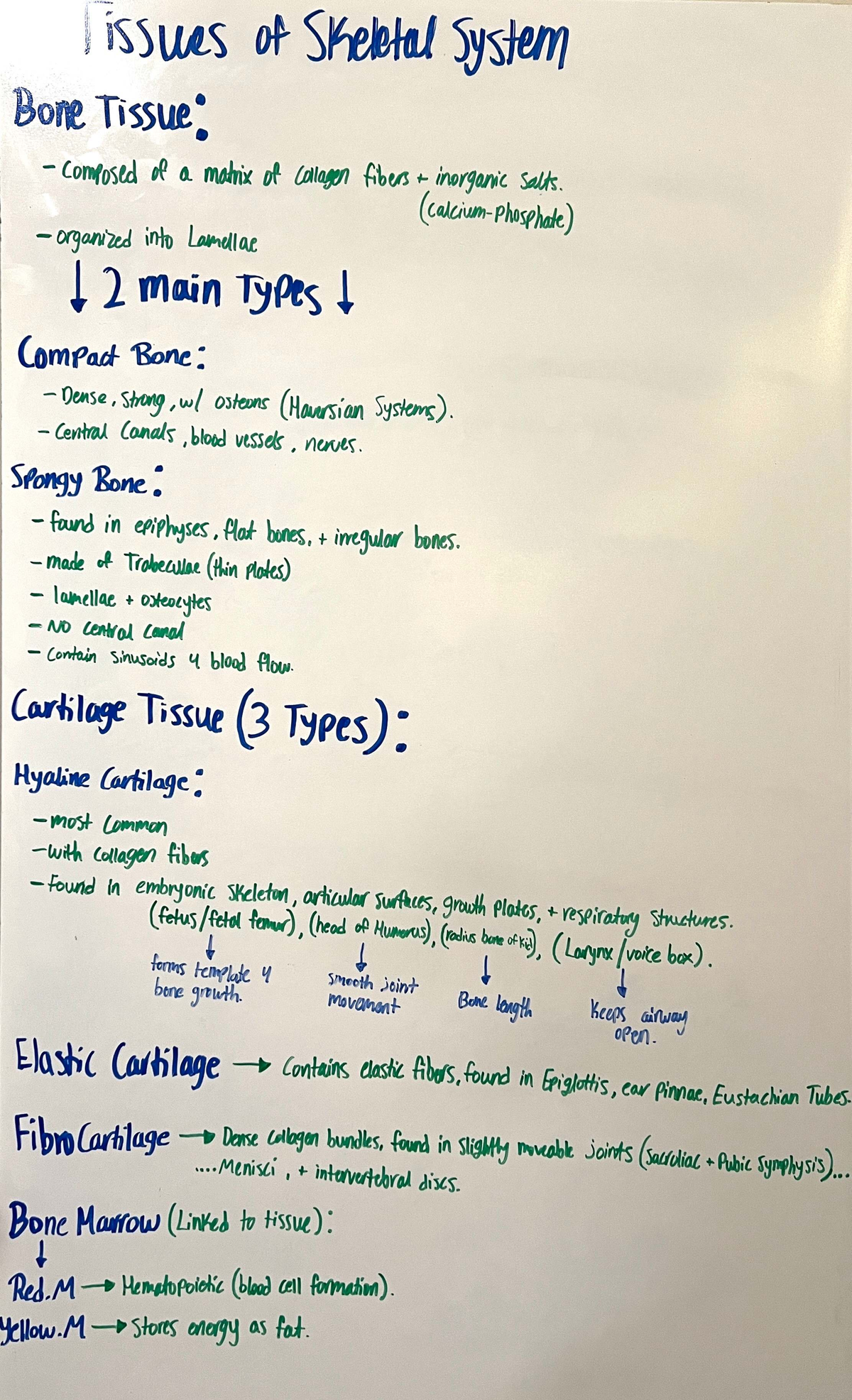 Comprehensive Study Guide for Course XYZ - Skeletal System Overview - Studocu