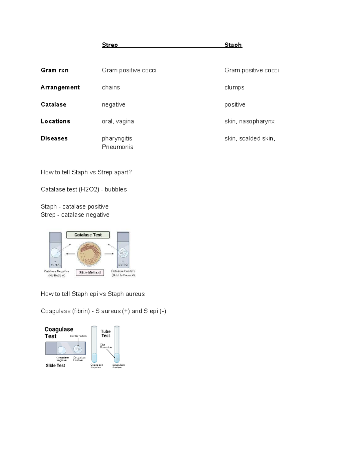 Staph vs Strep: Comparison of Bacterial Characteristics and Diseases ...