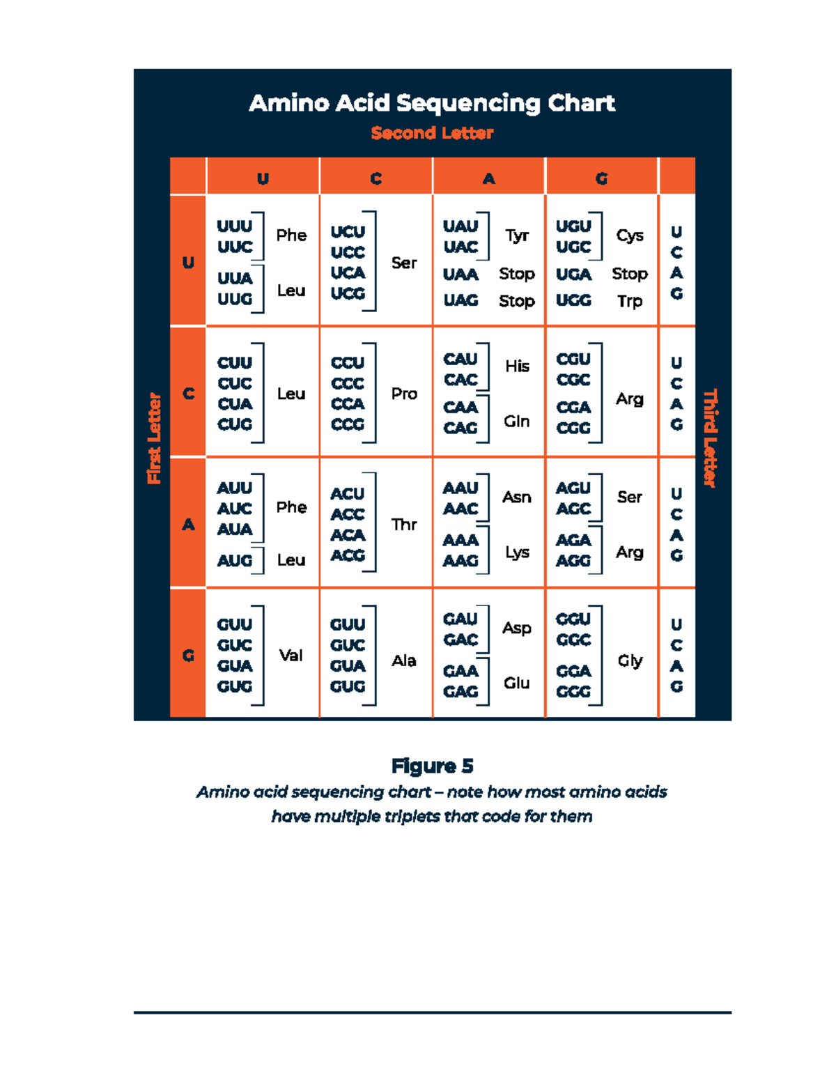 Amino Acid Sequencing Chart Overview and Key Codons - Studocu