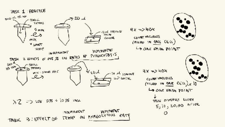 Biology 101: Flow Chart on Phagocytosis and Dye Effects - Studocu