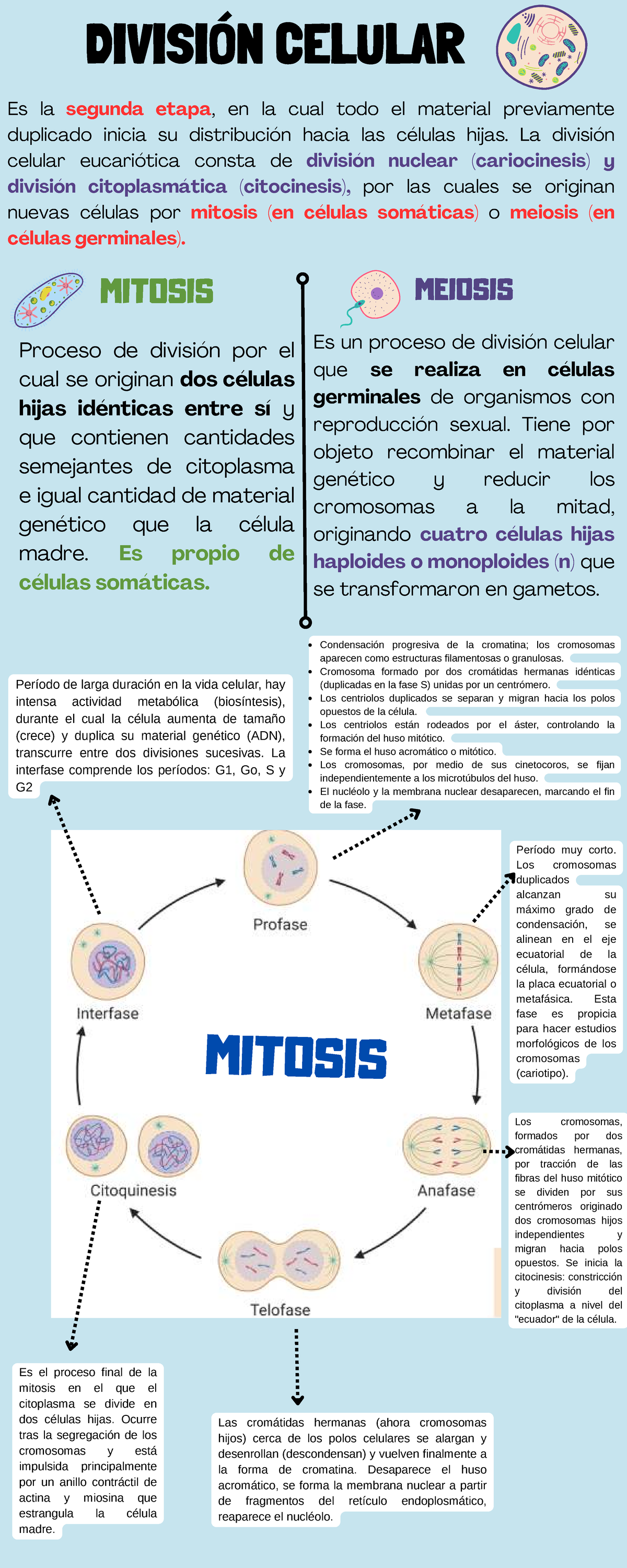 Infografía sobre Mitosis y Meiosis en Biología Celular - Studocu
