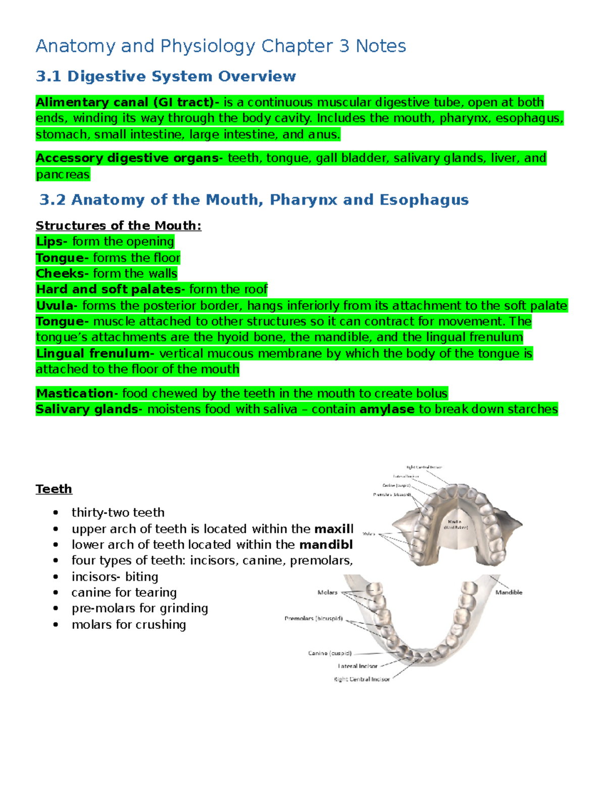 A&P Module 3 Digestive System Overview & Key Structures Notes - Studocu