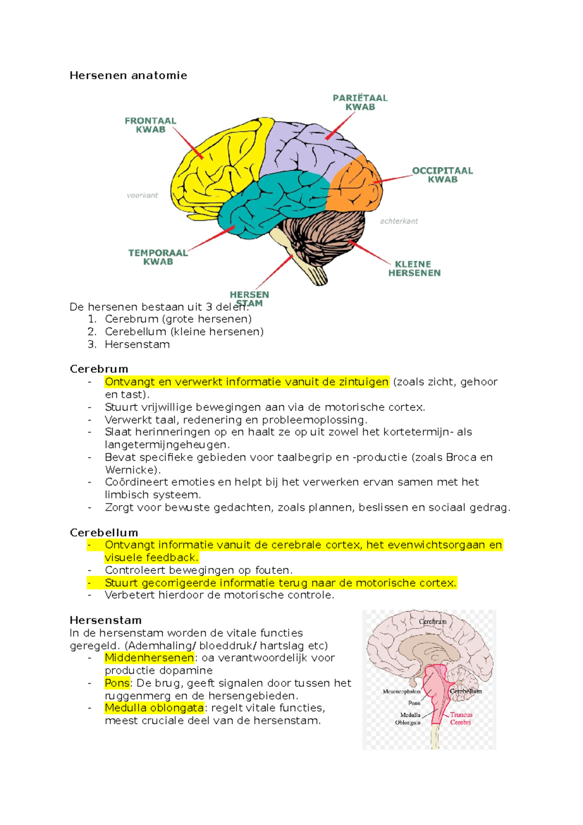 Anatomie en Functies van de Hersenen: Een Diepgaand Overzicht - Studeersnel