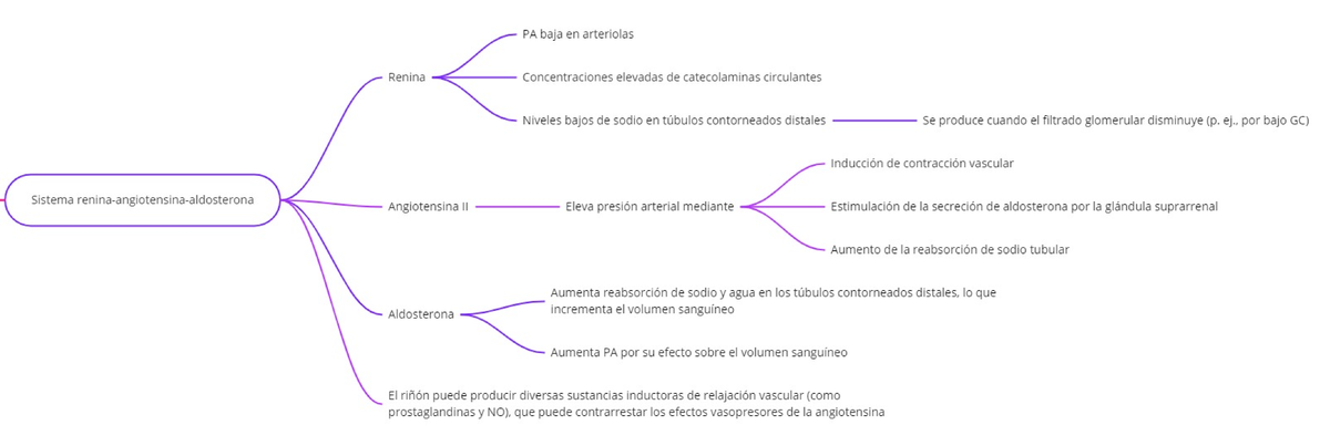 Sistema RAA - PA baja en arteriolas Renina Concentraciones elevadas de ...
