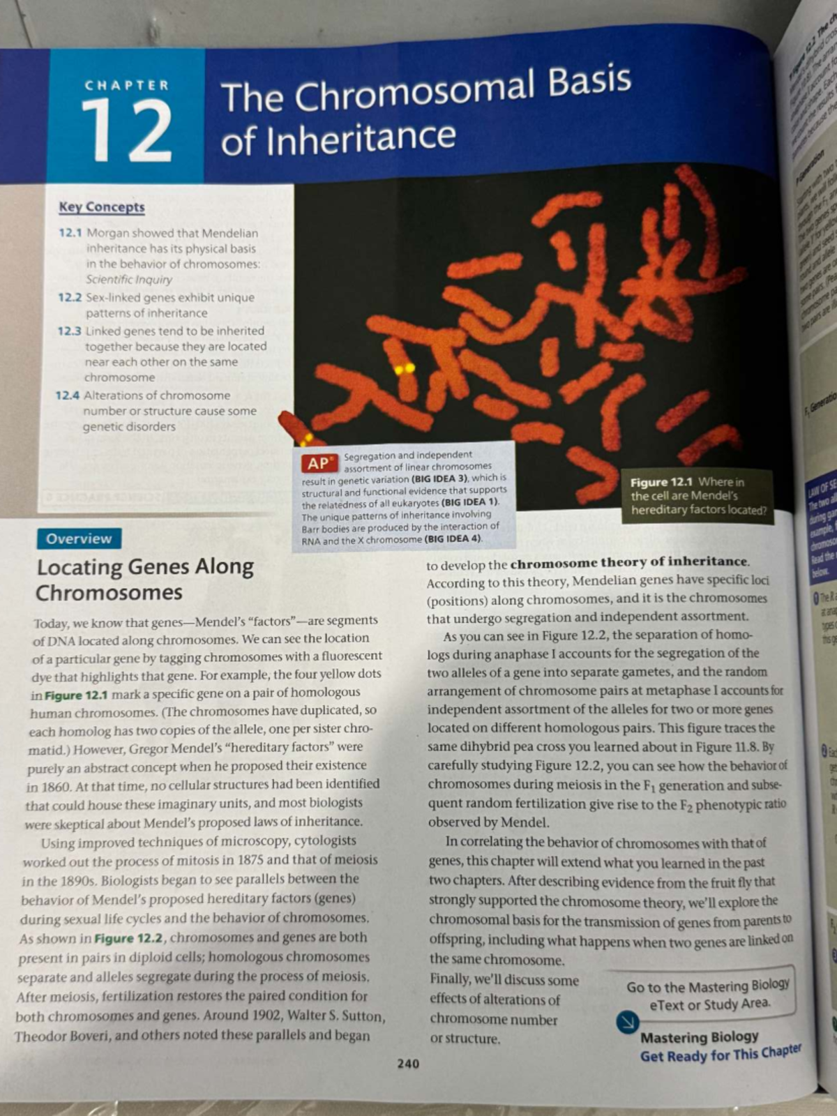 AP BIOLOGY CHAPTER 12: THE CHROMOSOMAL BASIS OF INHERITANCE MOCK EXAM ...