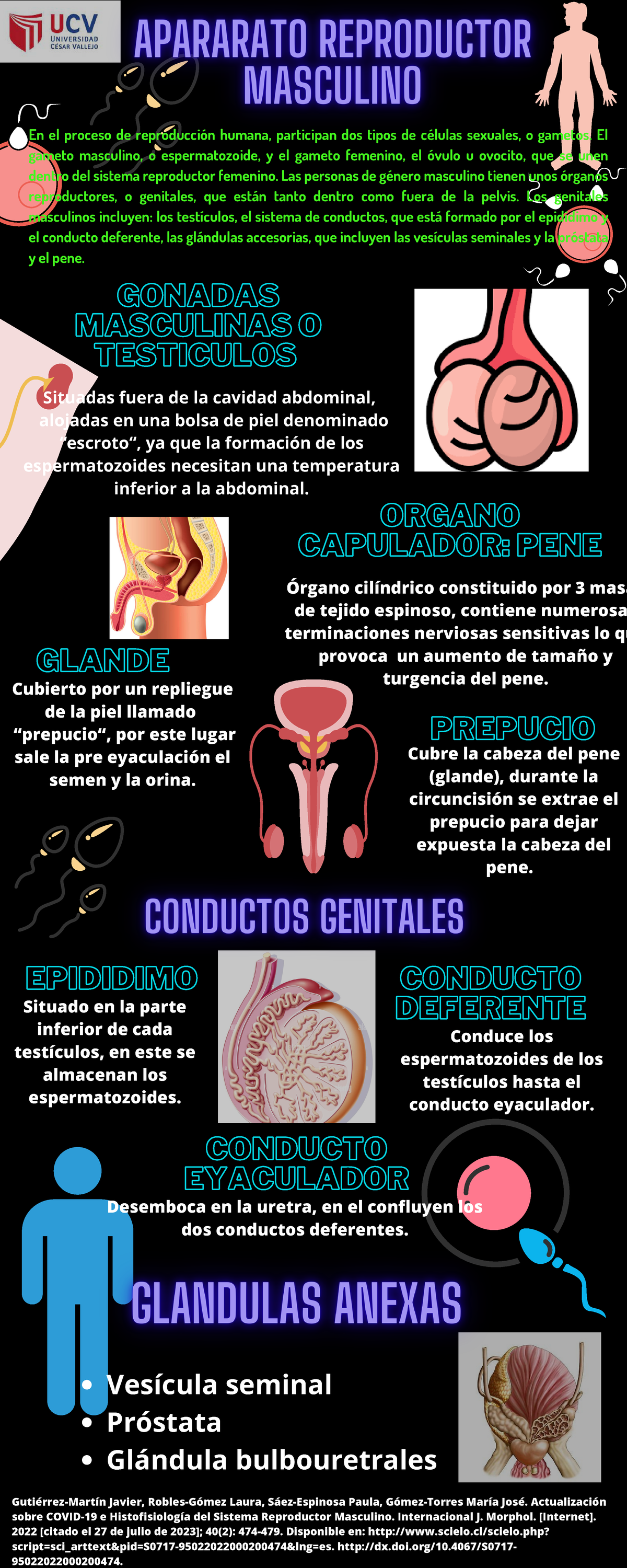 Infografía sobre el Aparato Reproductor Masculino - Biología 101 - Studocu
