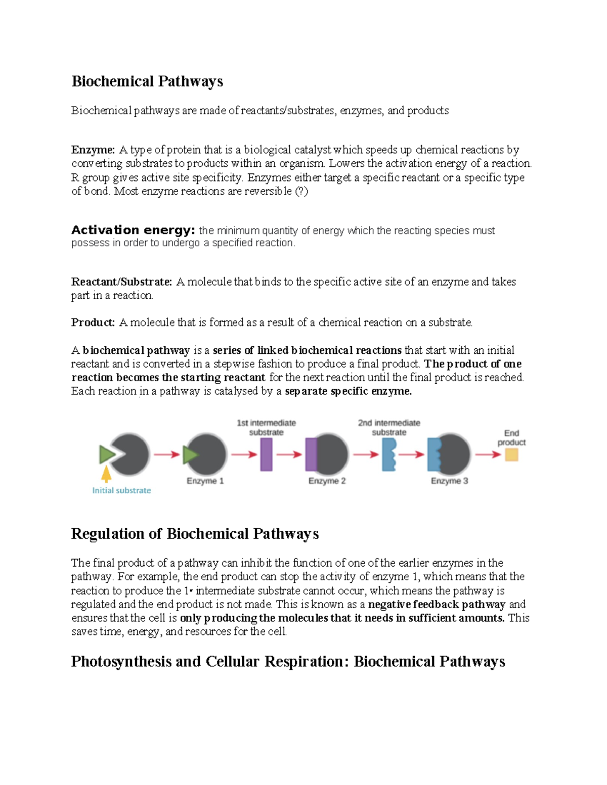 Biochemical Pathways (BIO 101) - Comprehensive Study Notes - Studocu