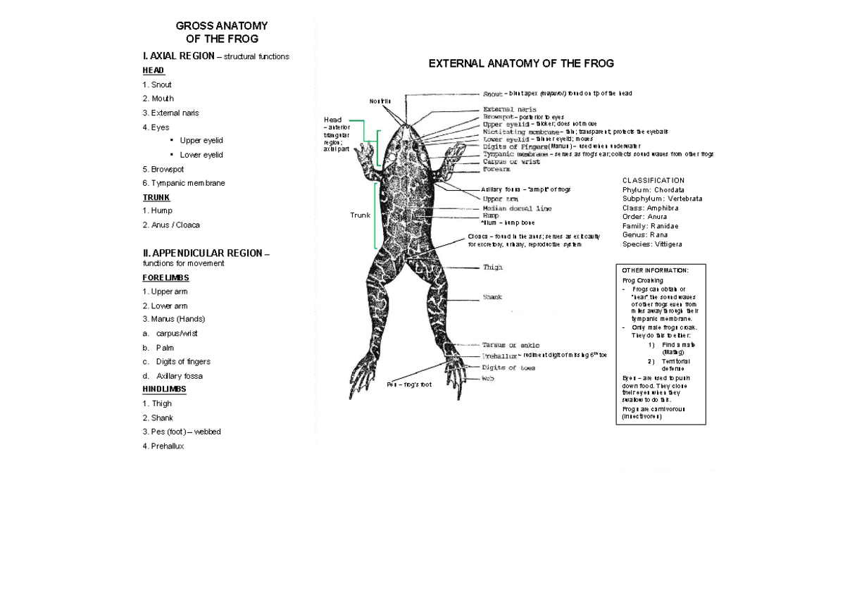 GROSS ANATOMY OF THE FROG: AXIAL & APPENDICULAR REGIONS - Studocu