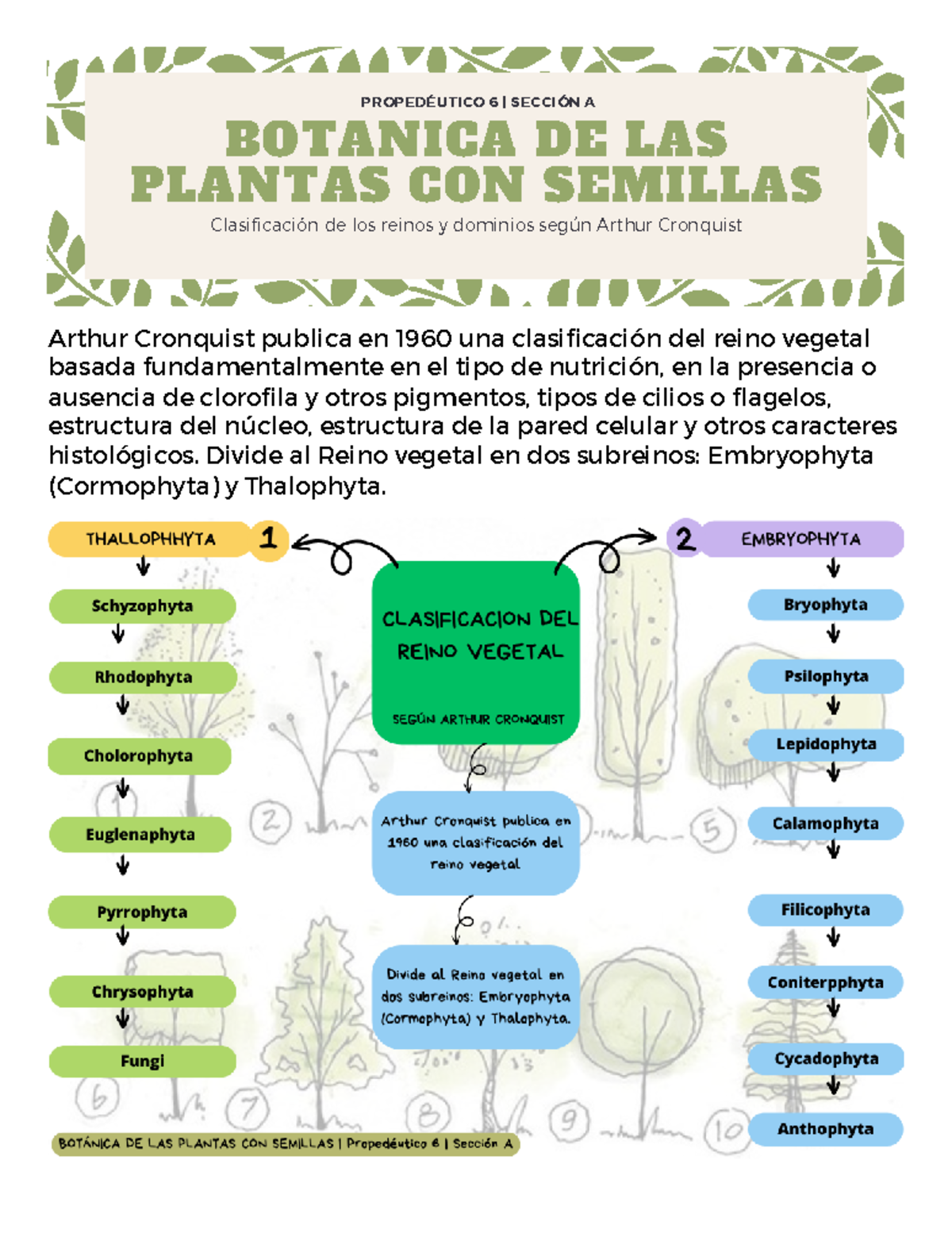 Cuadro De Clasificación Del Reino Vegetal