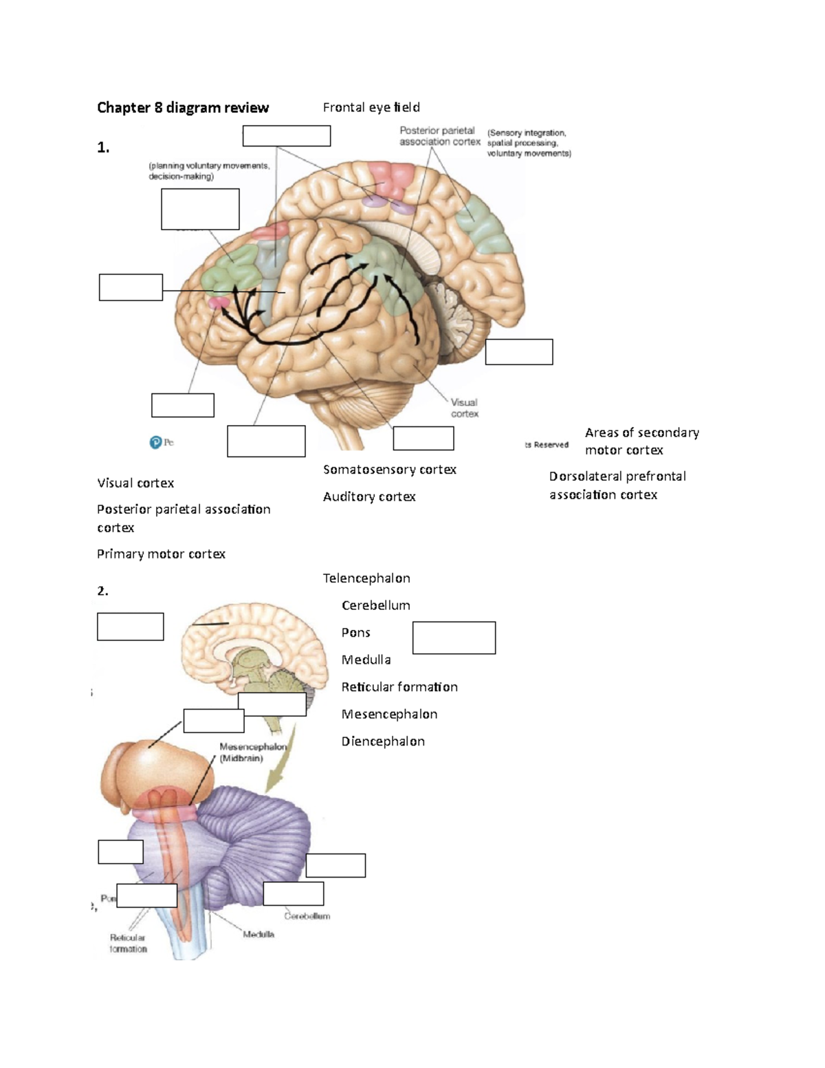 Chapter 8 diagram review - Chapter 8 diagram review Frontal eye field 1 ...