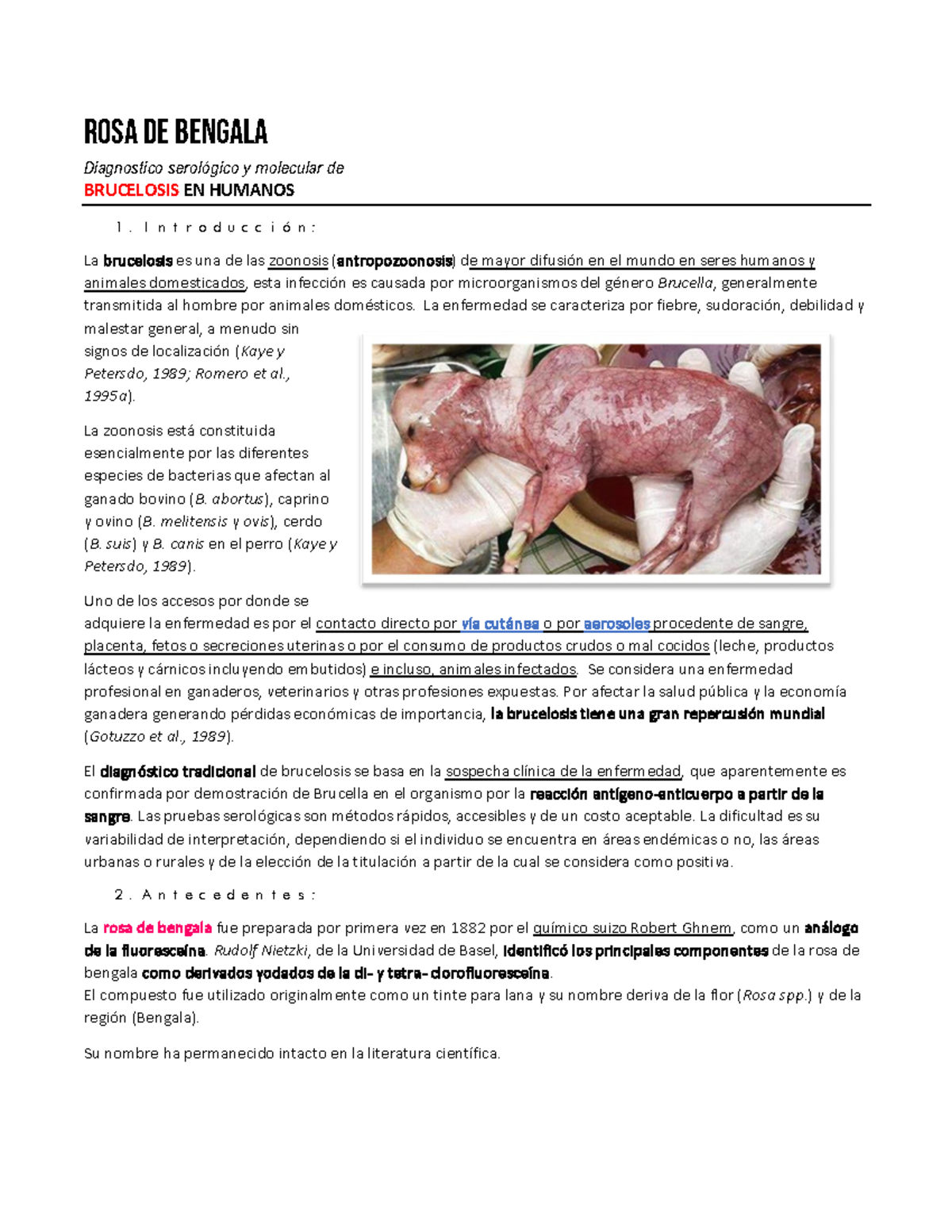 Rosa de Bengala: Diagnóstico de Brucelosis en Humanos y Procedimiento ...