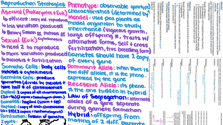 Exam 3 Study Guide: Genetics & Reproduction in Bio-Buddy - Studocu