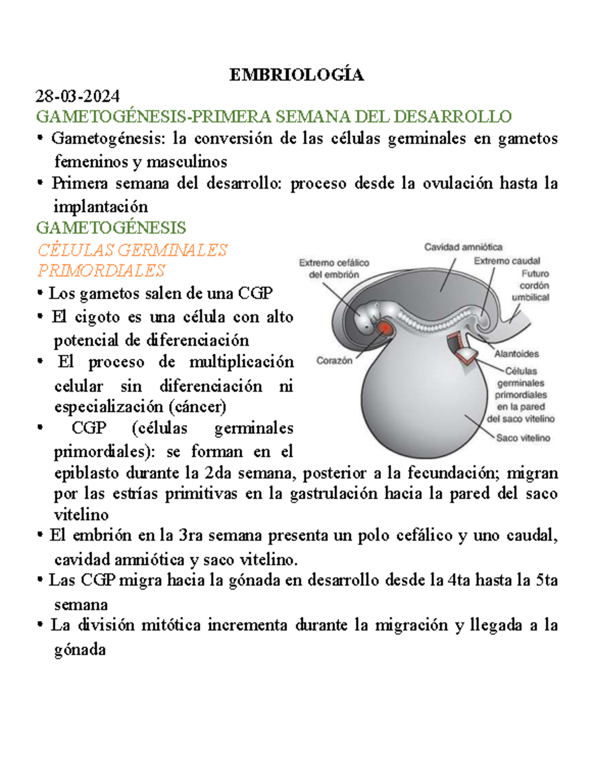 EmbriologíA - material de estudio - EMBRIOLOGÍA 28-03- GAMETOGÉNESIS-PRIMERA SEMANA DEL ...