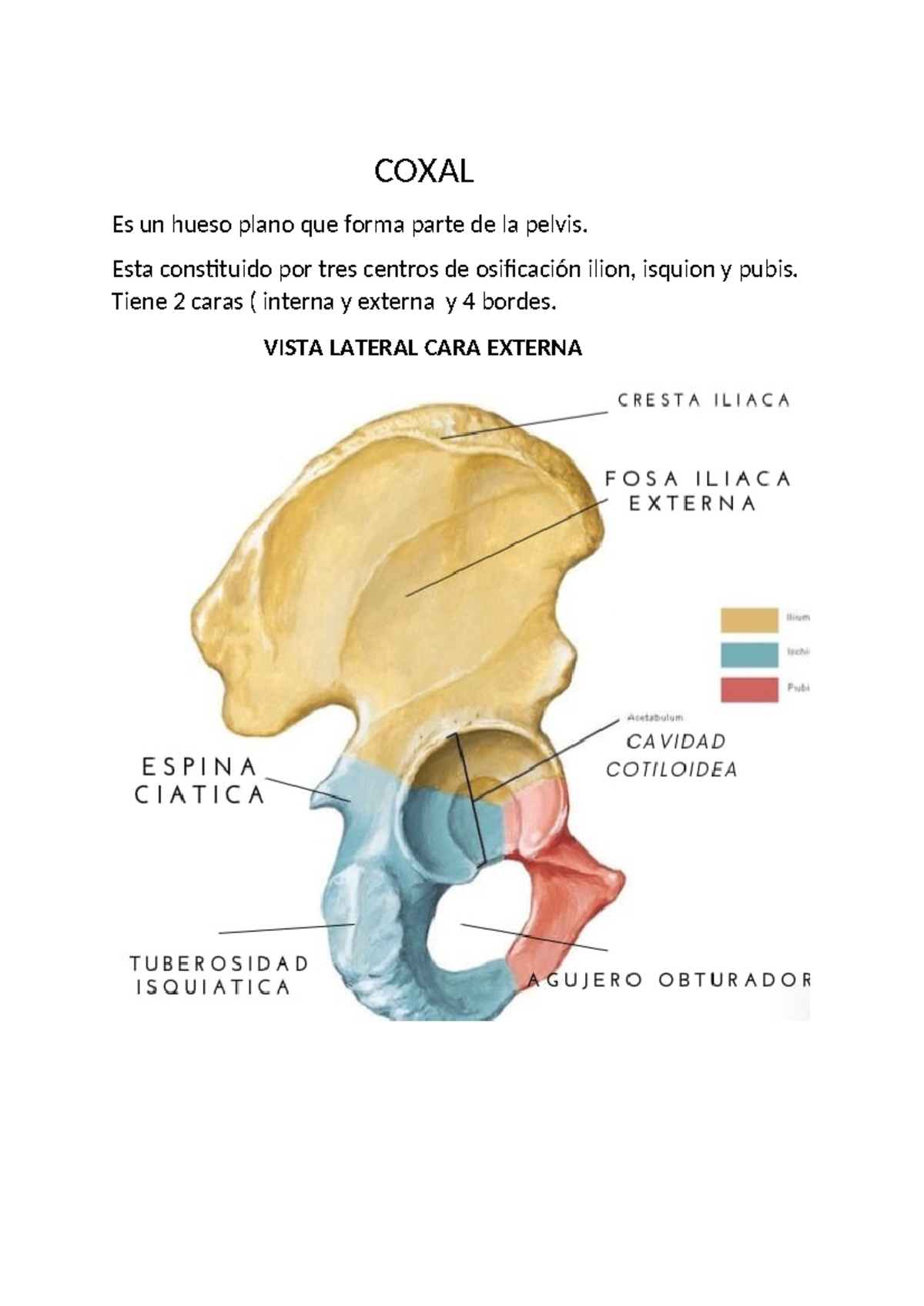 Coxal - Anatomía - COXAL Es un hueso plano que forma parte de la pelvis ...