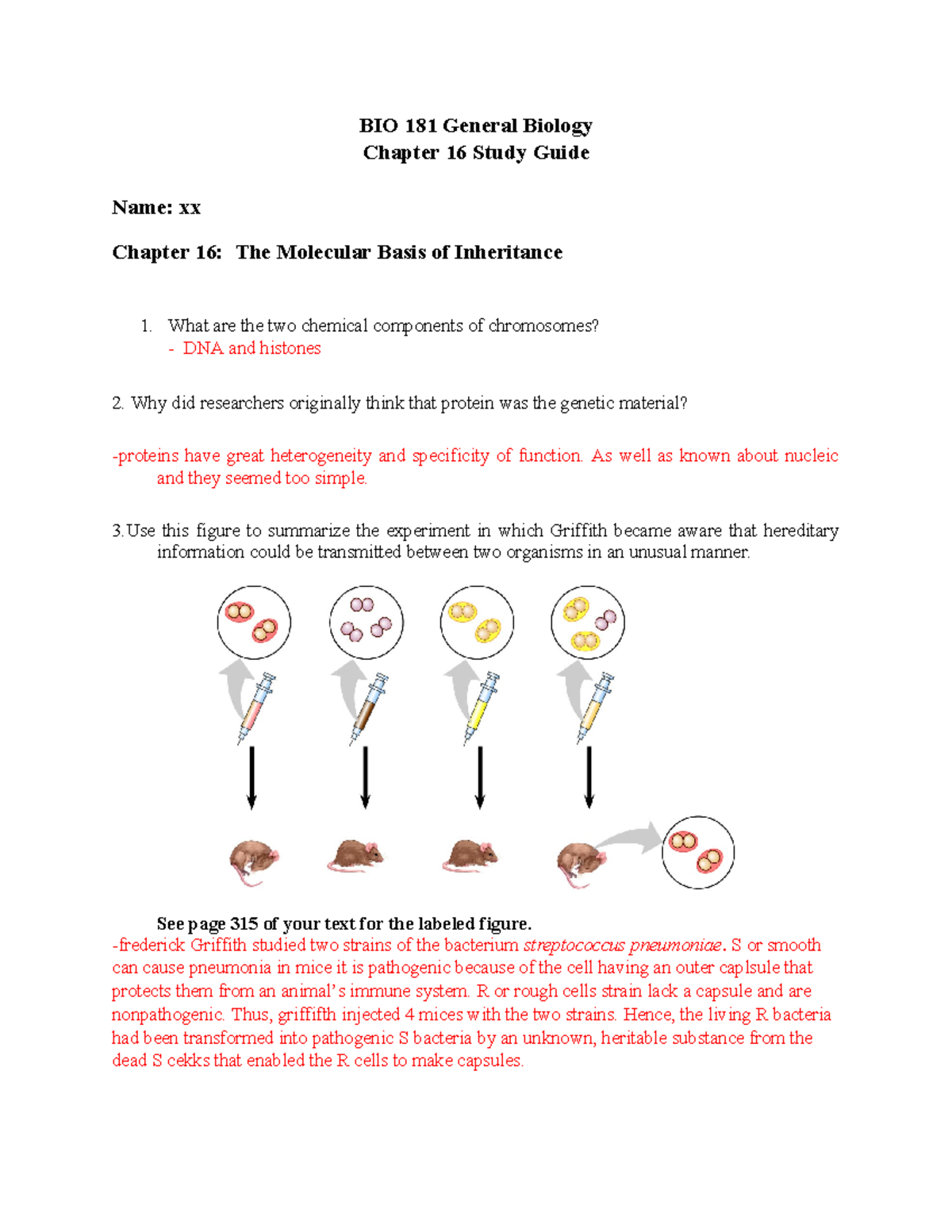 BIO 181 Chapter 16 Study Guide: Molecular Basis of Inheritance - Studocu
