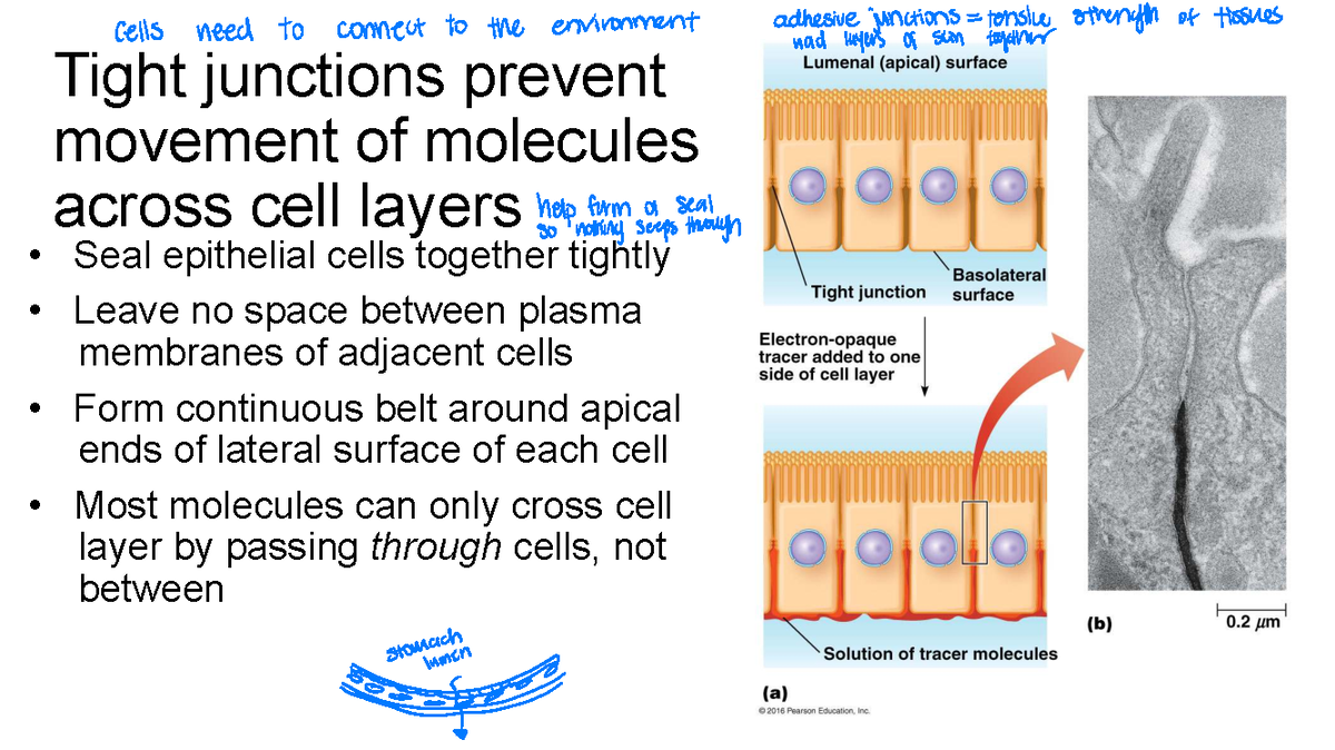 Lecture on Tight and Gap Junctions in Epithelial Cells - Studocu