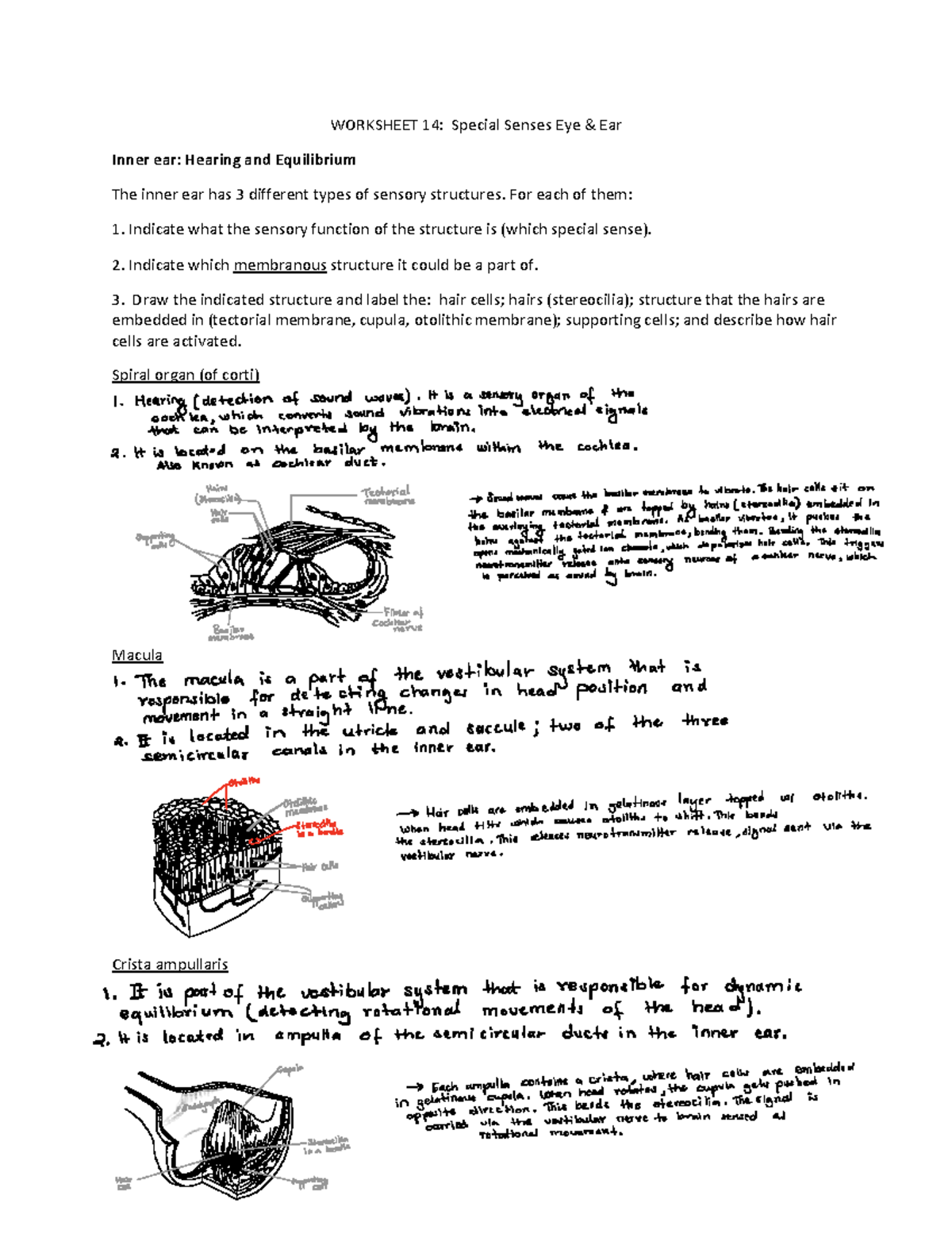 WORKSHEET 14: Special Senses - Eye and Ear Structures & Functions - Studocu