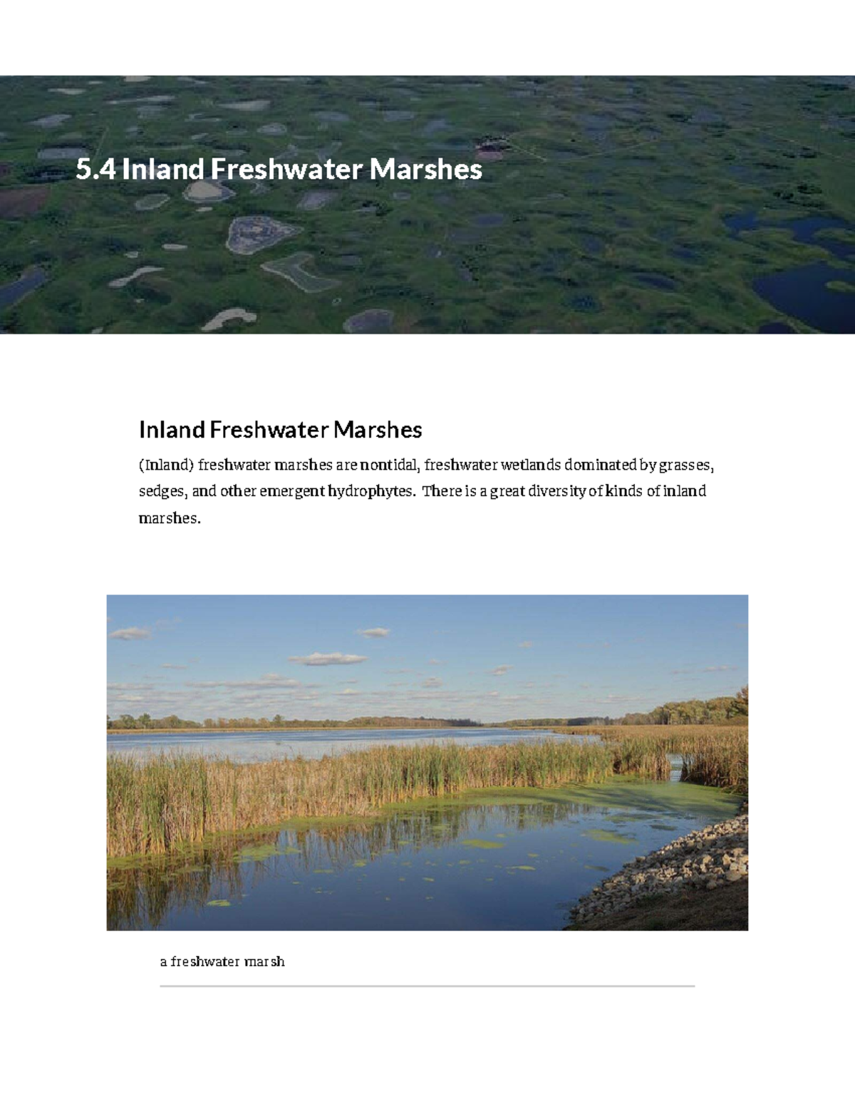 Wetland Environment Lecture: Inland Freshwater Marshes Overview - Studocu