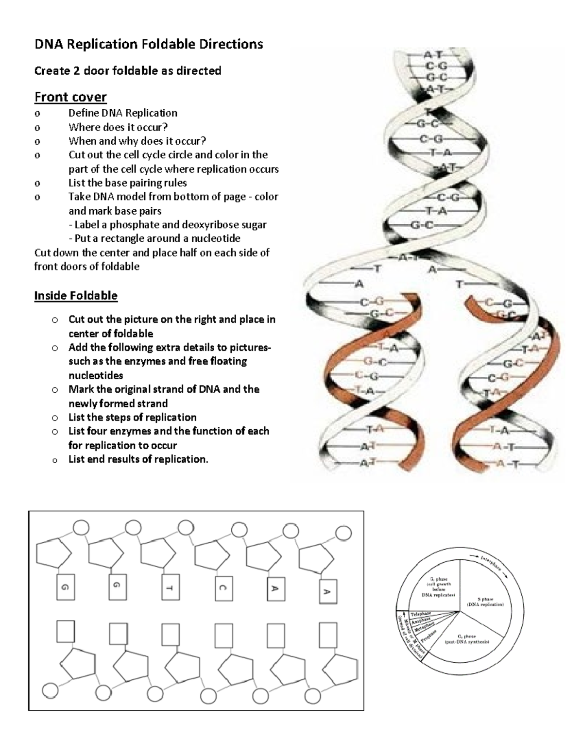 DNA Replication Foldable Directions for Class BIO101 - Studocu