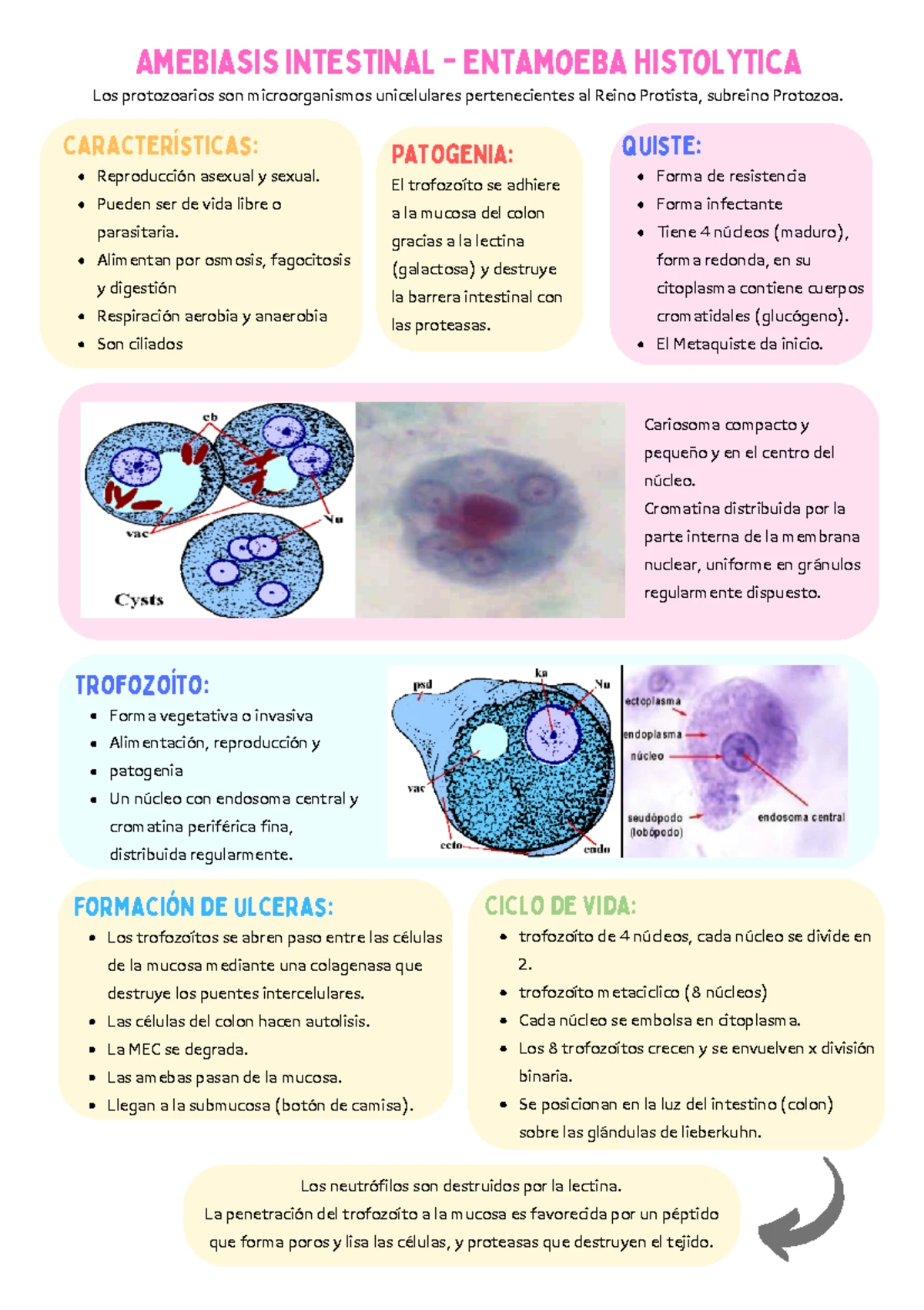 Amebíase (morfologia, transmissão, tempo de incubação, ciclo, sinais e ...