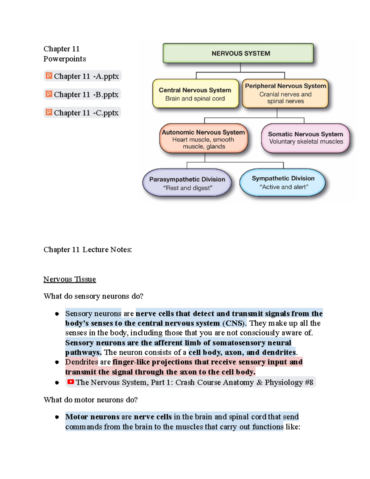 A&P 11 Lecture Notes: Overview of Nervous Tissue and Neurons - Studocu