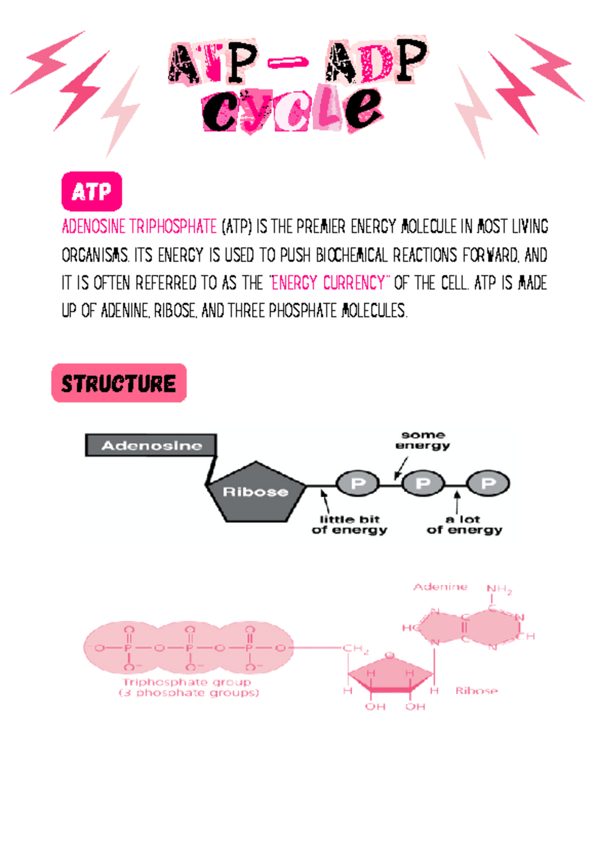 ATP - ADP - NOTES NAPUD - ATP ADENOSINE TRIPHOSPHATE (ATP) IS THE ...