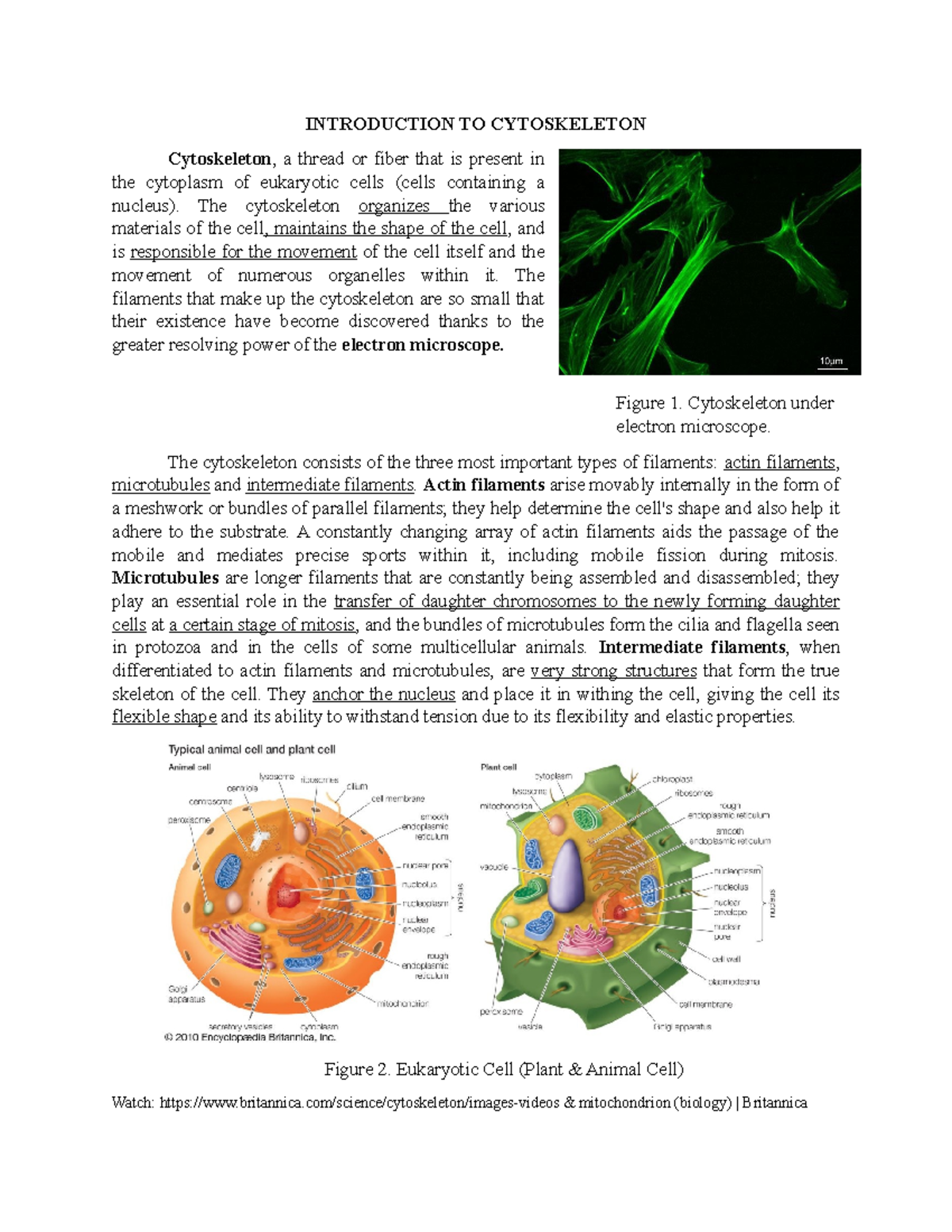 Introduction to Cytoskeleton: Structure and Function Overview - Studocu