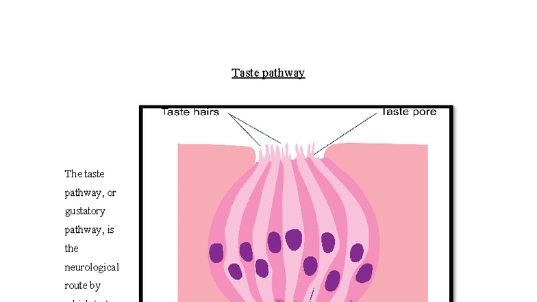 Taste Pathway Overview - First Year Study Notes - Studocu